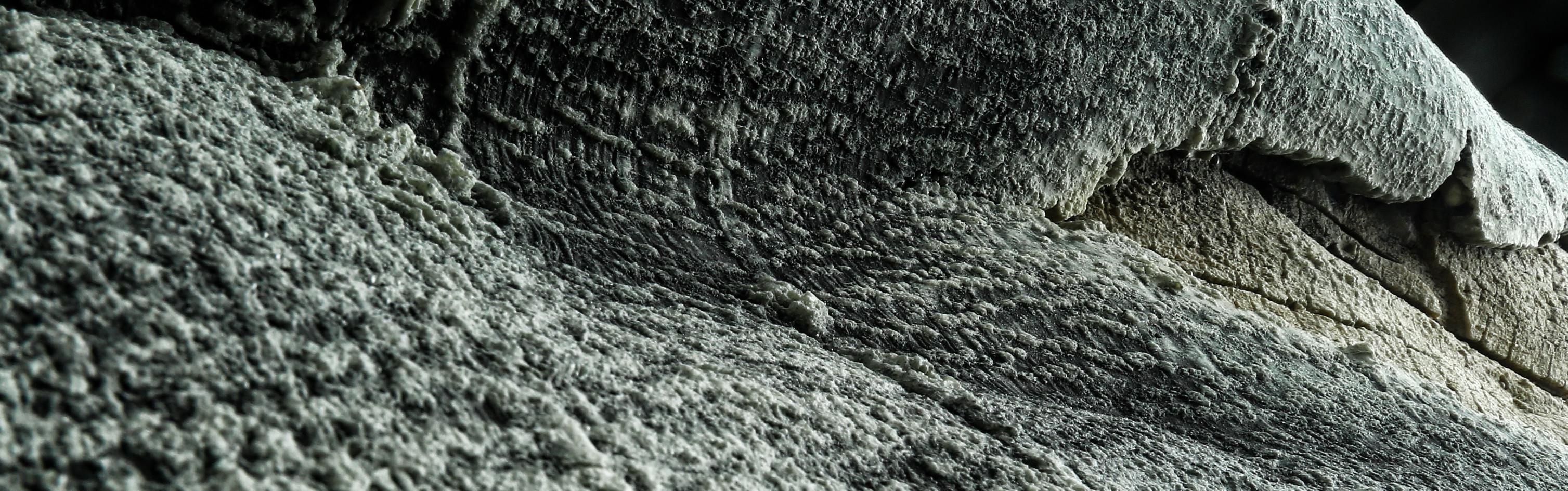 Back to Nature Module & Felsen kaufen | Back to Nature Shop