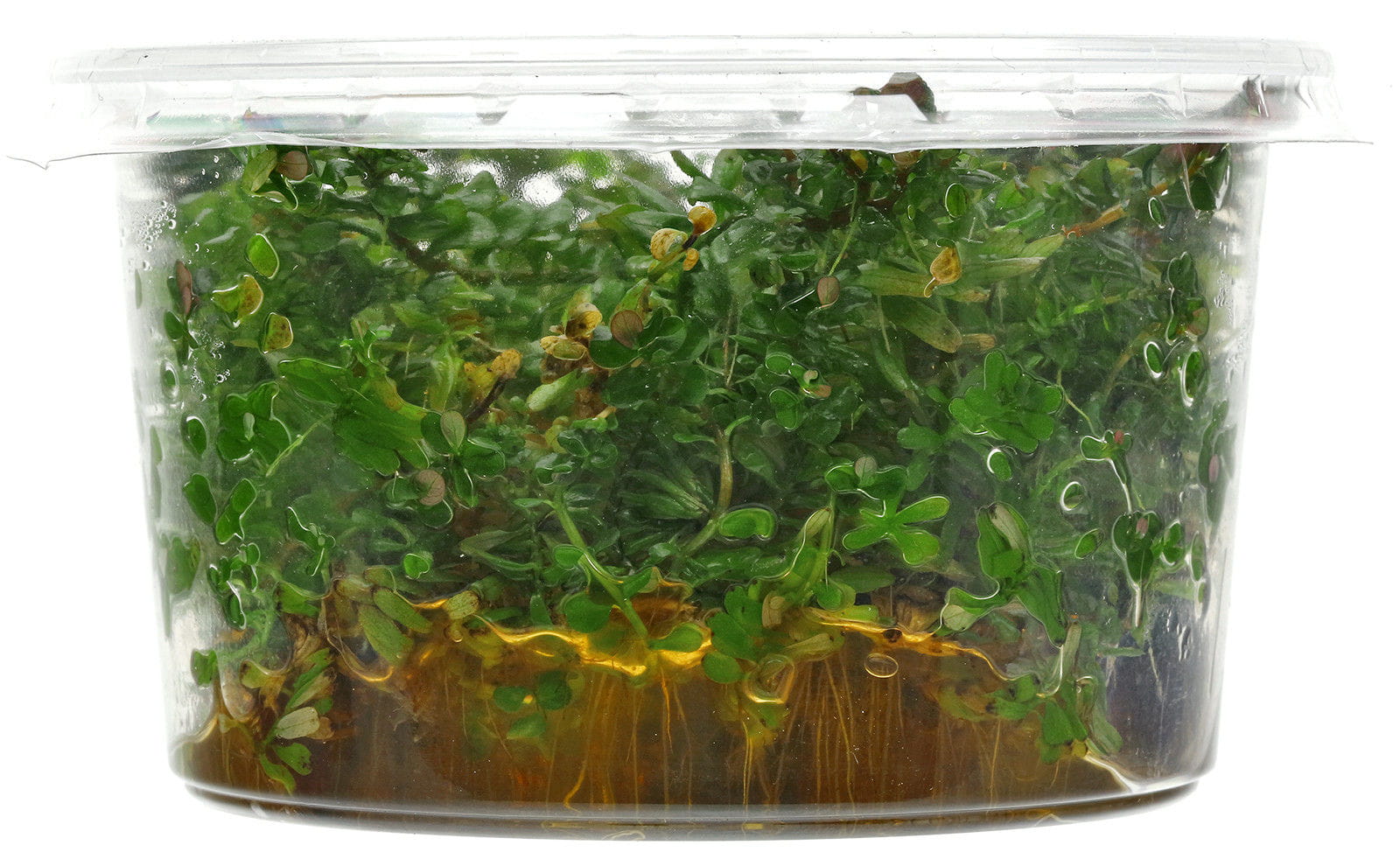 Appearance of in-vitro plants - Aquascaping Wiki | Aquasabi