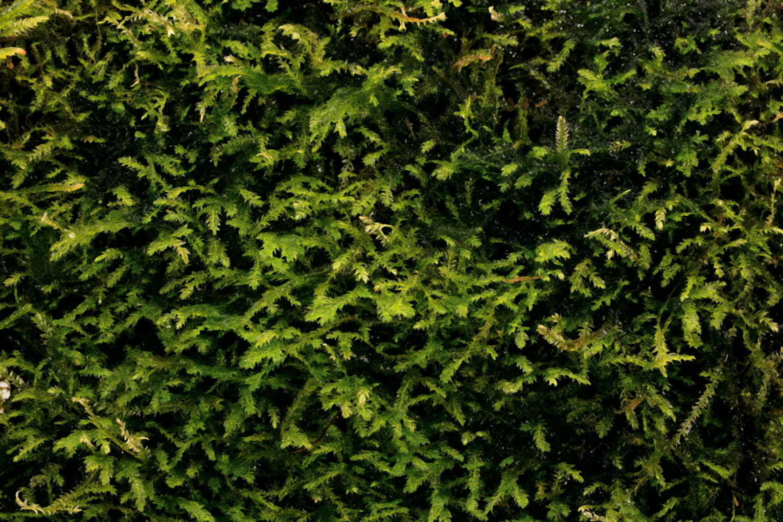 Variationen in Moos - | Aquasabi | Aquasabi - Aquarium Shop