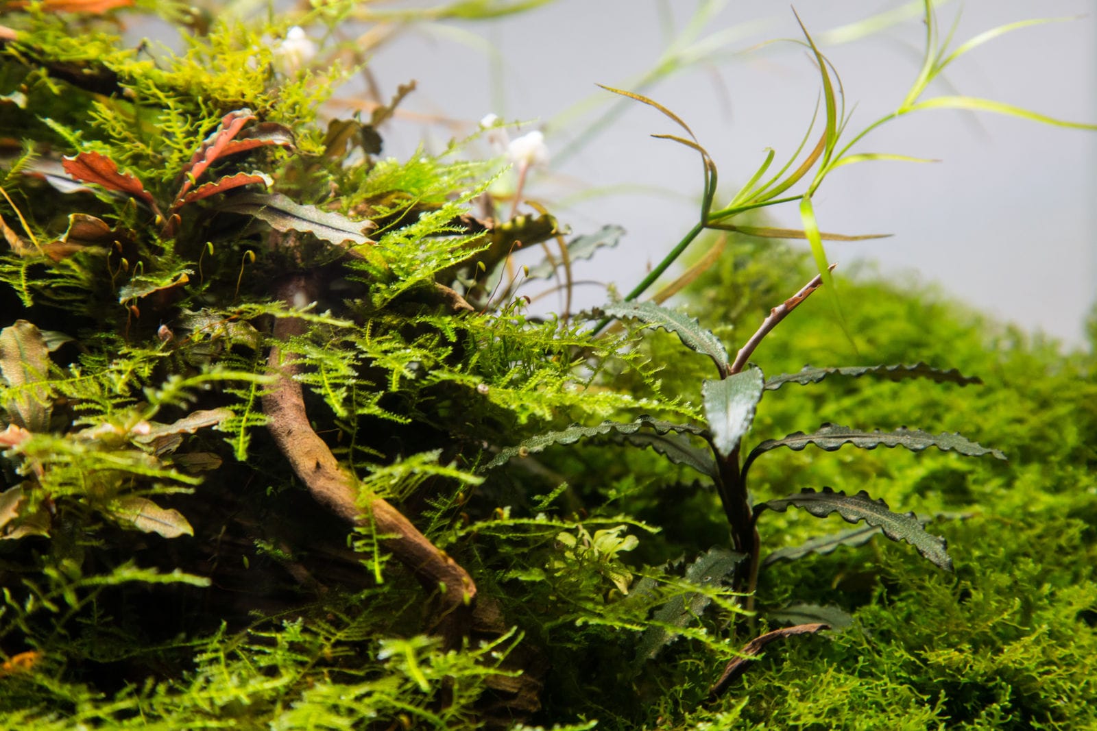 Germ density in the aquarium - | Aquasabi | Aquasabi - Aquascaping Shop