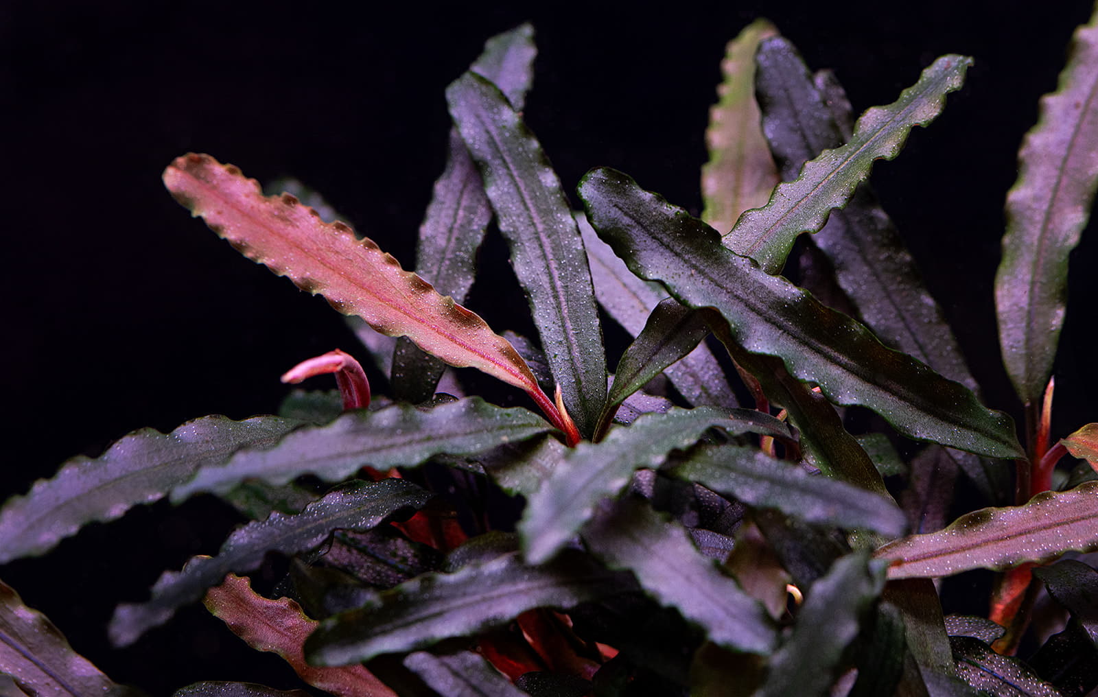 Bucephalandra sp. "Catarina" | Aquasabi - Aquarium Shop