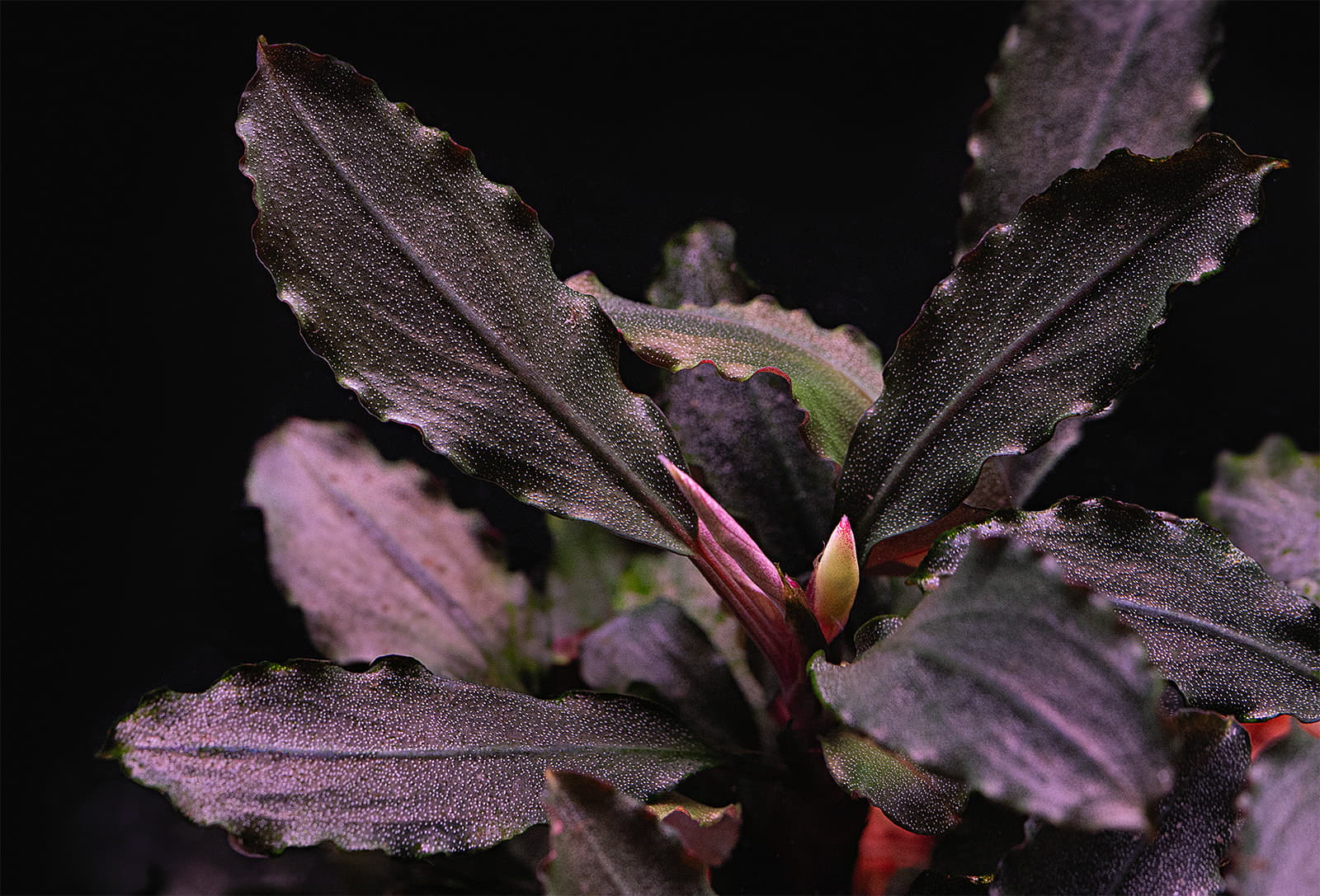 Bucephalandra sp. "Lamandau Purple" | Aquasabi - Aquarium Shop