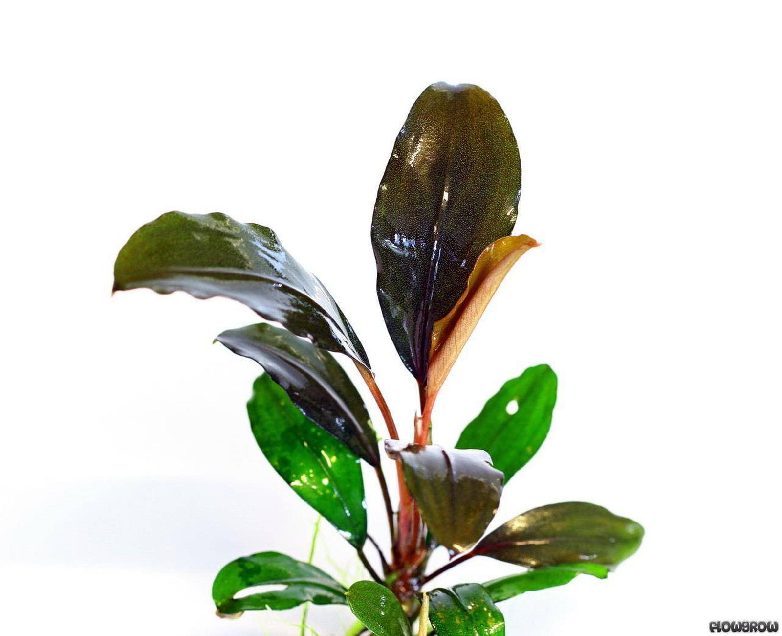 Bucephalandra: viele neue Arten? - | Aquasabi | Aquasabi - Aquaristik Shop