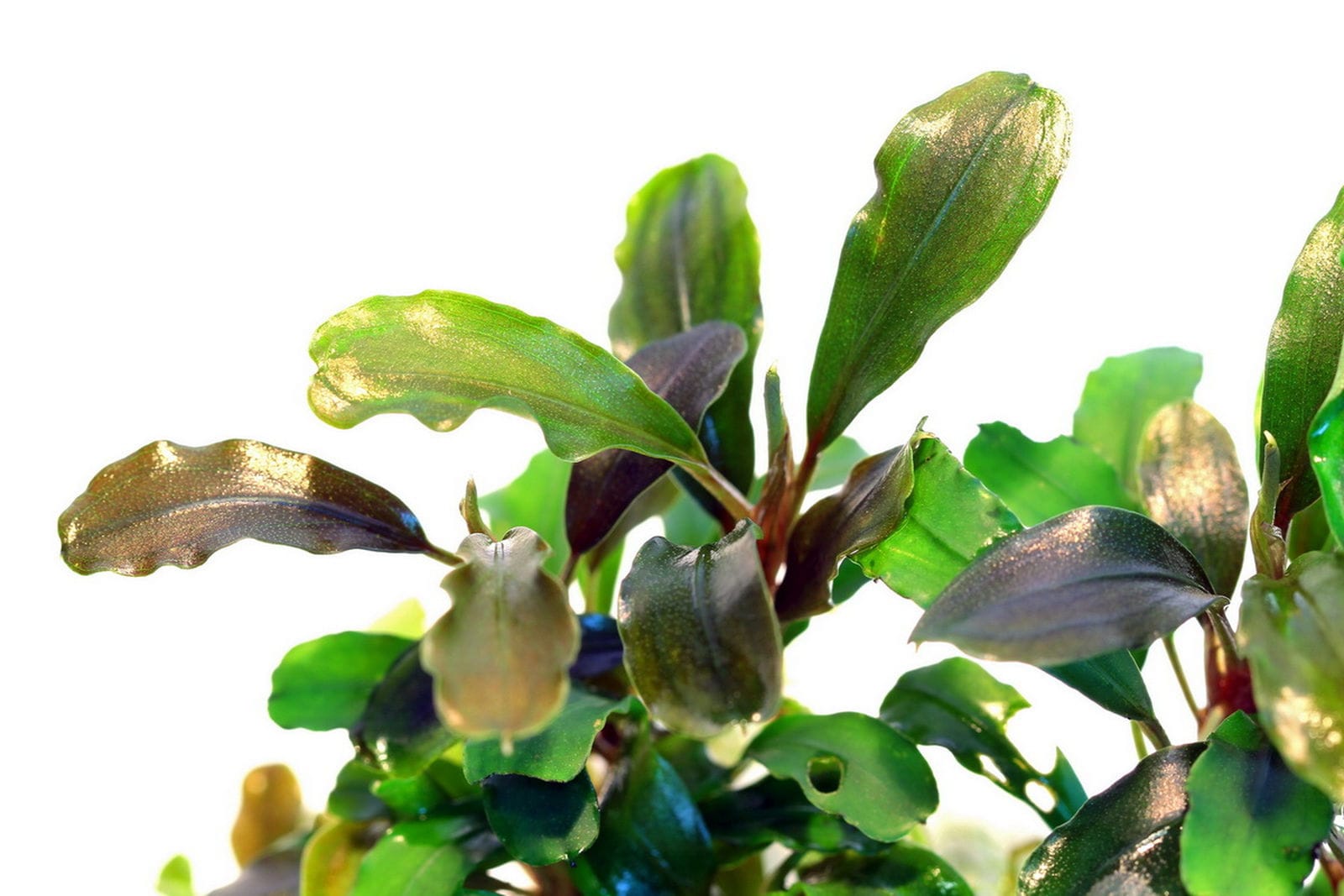 Bucephalandra: viele neue Arten? - | Aquasabi | Aquasabi - Aquarium Shop