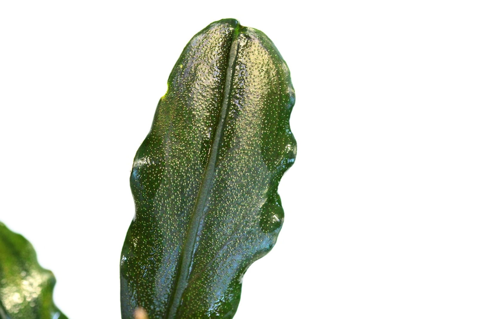 Bucephalandra: viele neue Arten? - | Aquasabi | Aquasabi - Aquarium Shop