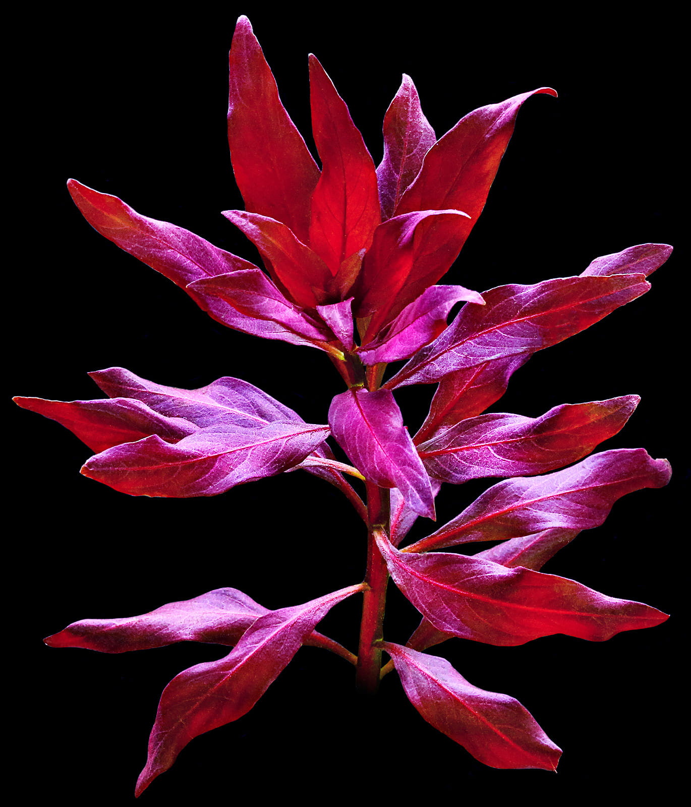 Ludwigia glandulosa - Topf | Aquasabi - Aquarium Shop