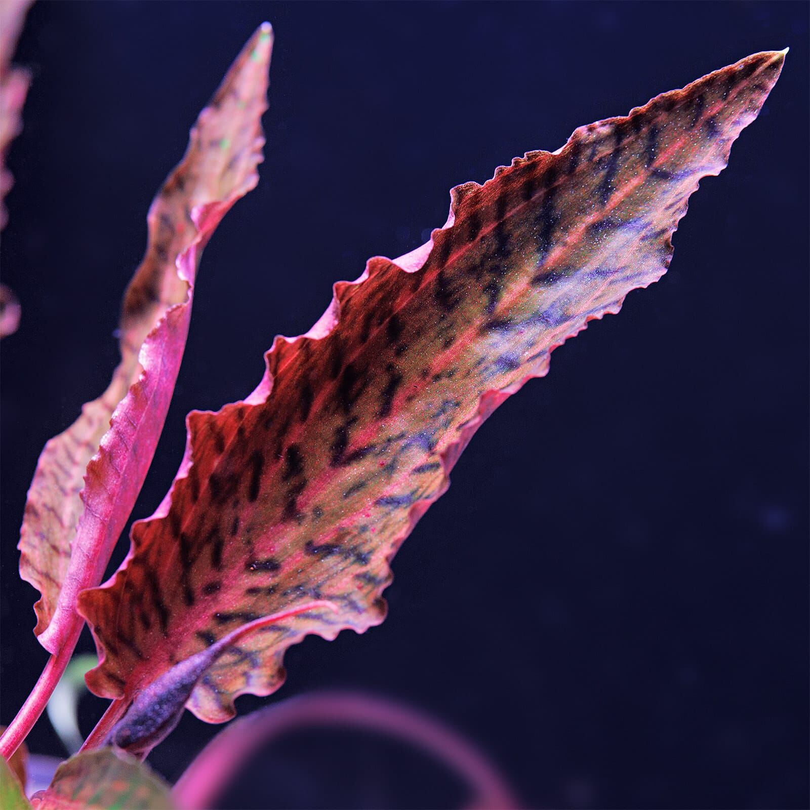 Cryptocoryne nurii var. raubensis 'Rosen Maiden' | Aquasabi - Aquarium Shop