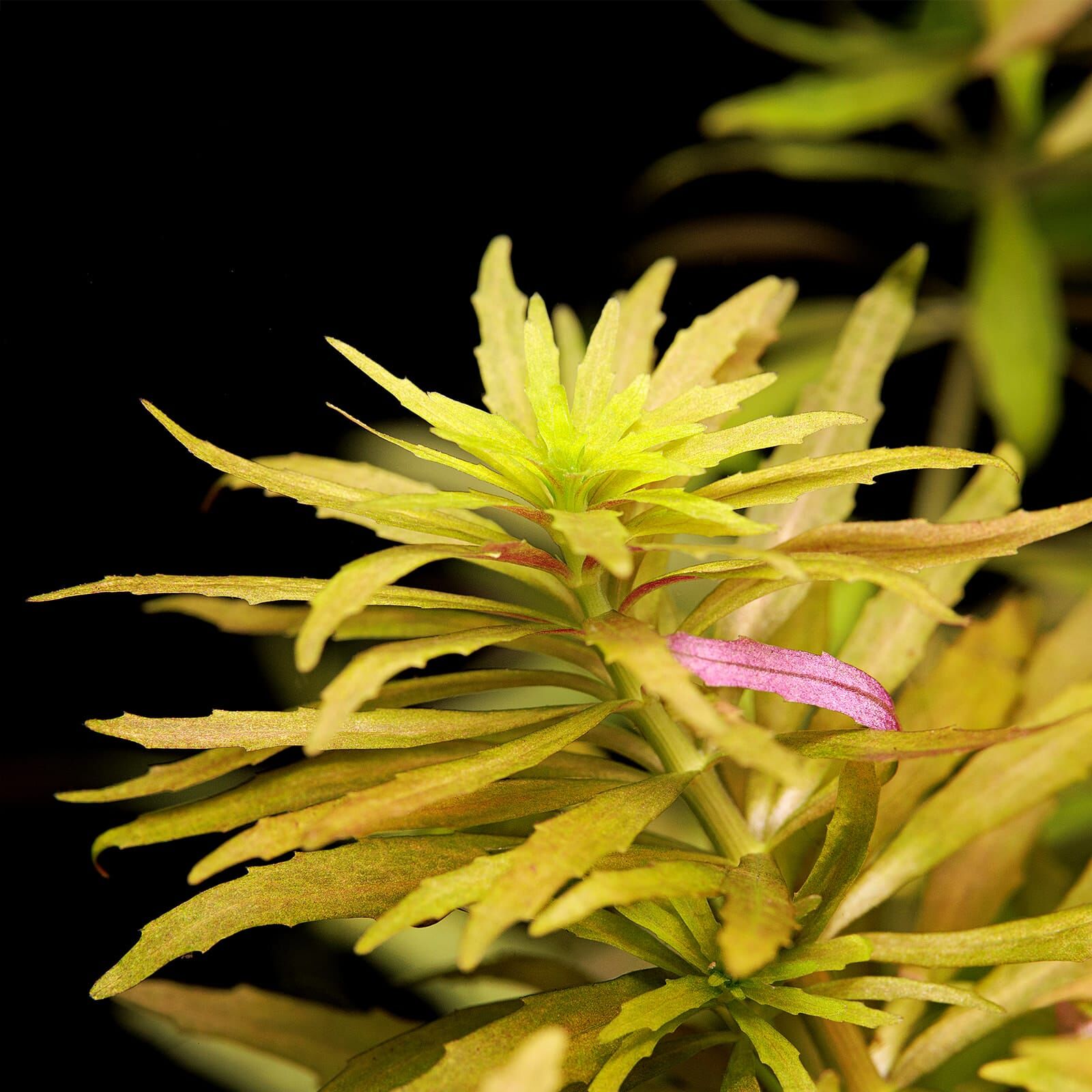 Limnophila cf. hippuridoides "Mini" | Aquasabi - Aquarium Shop