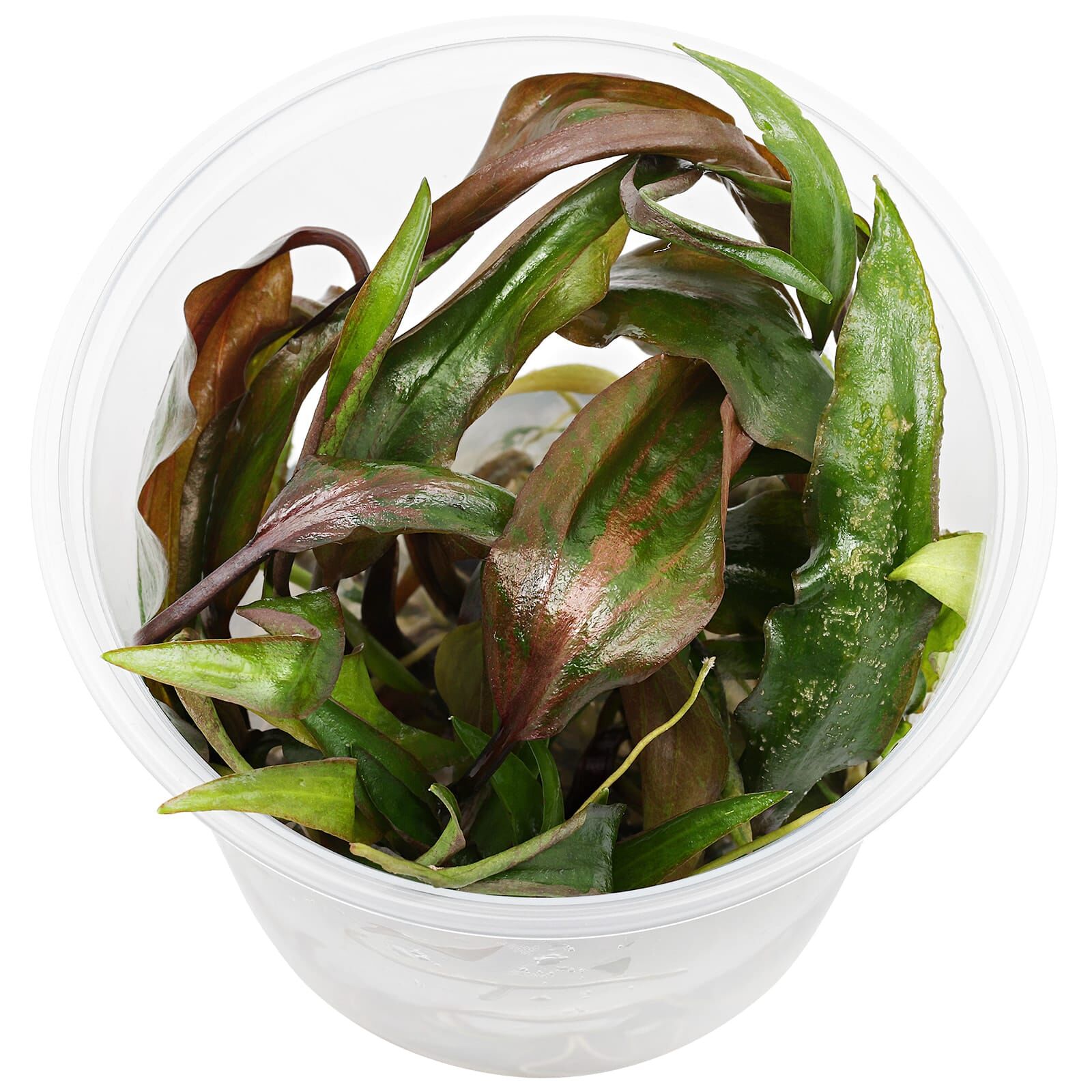 Cryptocoryne nurii var. raubensis 'Rosen Maiden' | Aquasabi - Aquarium Shop