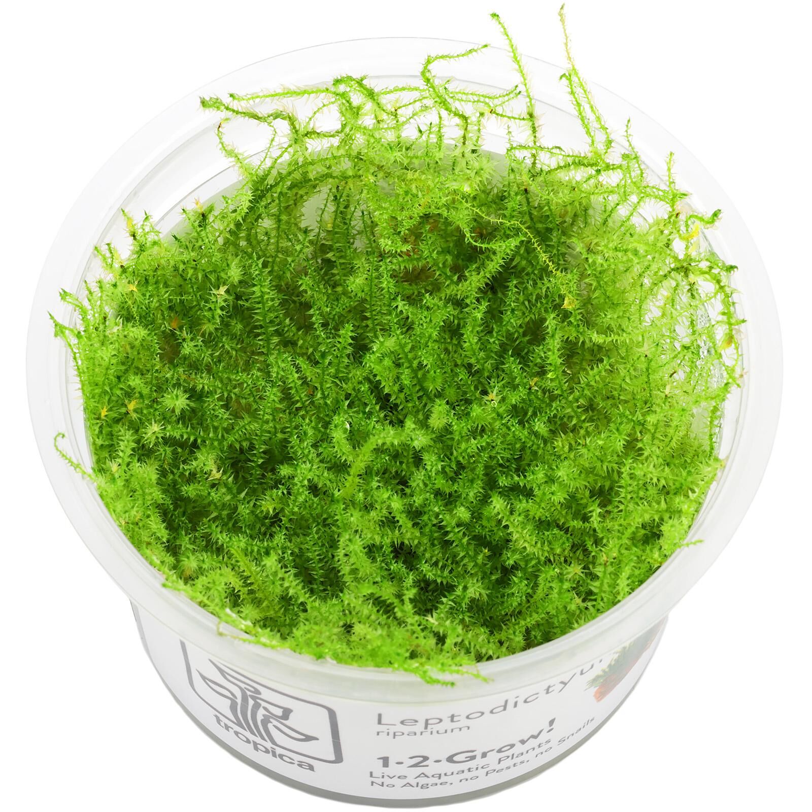 Leptodictyum riparium - 1-2-GROW! | Aquasabi - Aquarium Shop
