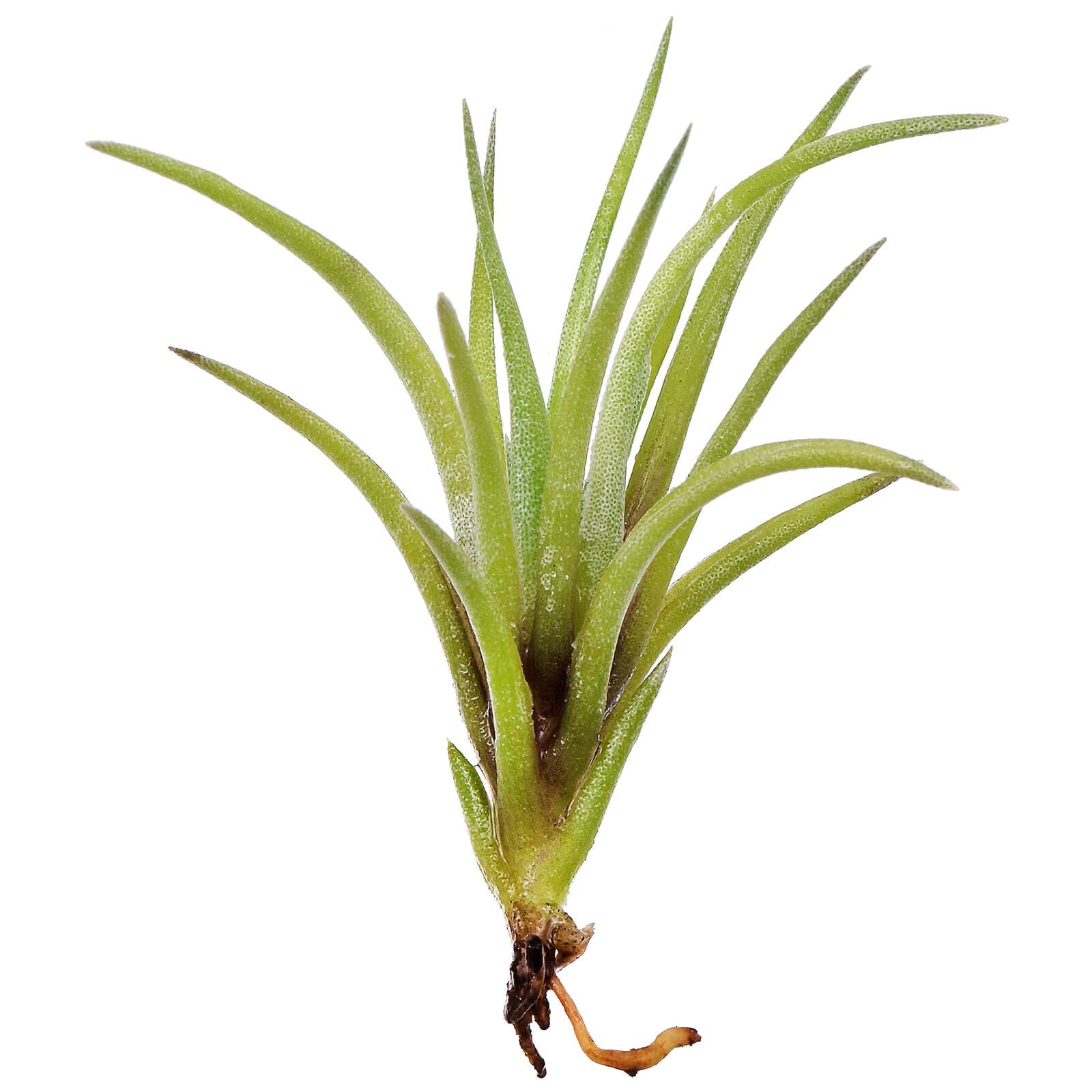 Tillandsia neglecta - Einzelpflanze - mini | Aquasabi - Aquarium Shop