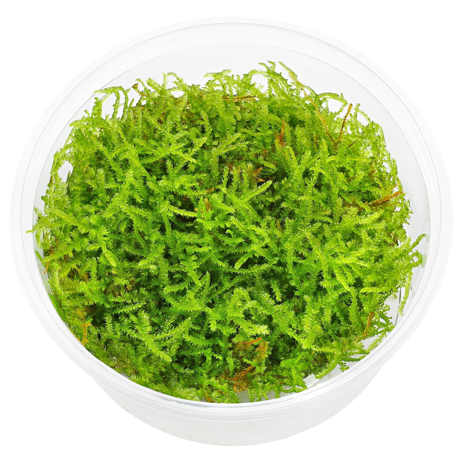 Vesicularia sp. "Mini Christmas Moss" - in Vitro XL | Aquasabi ...