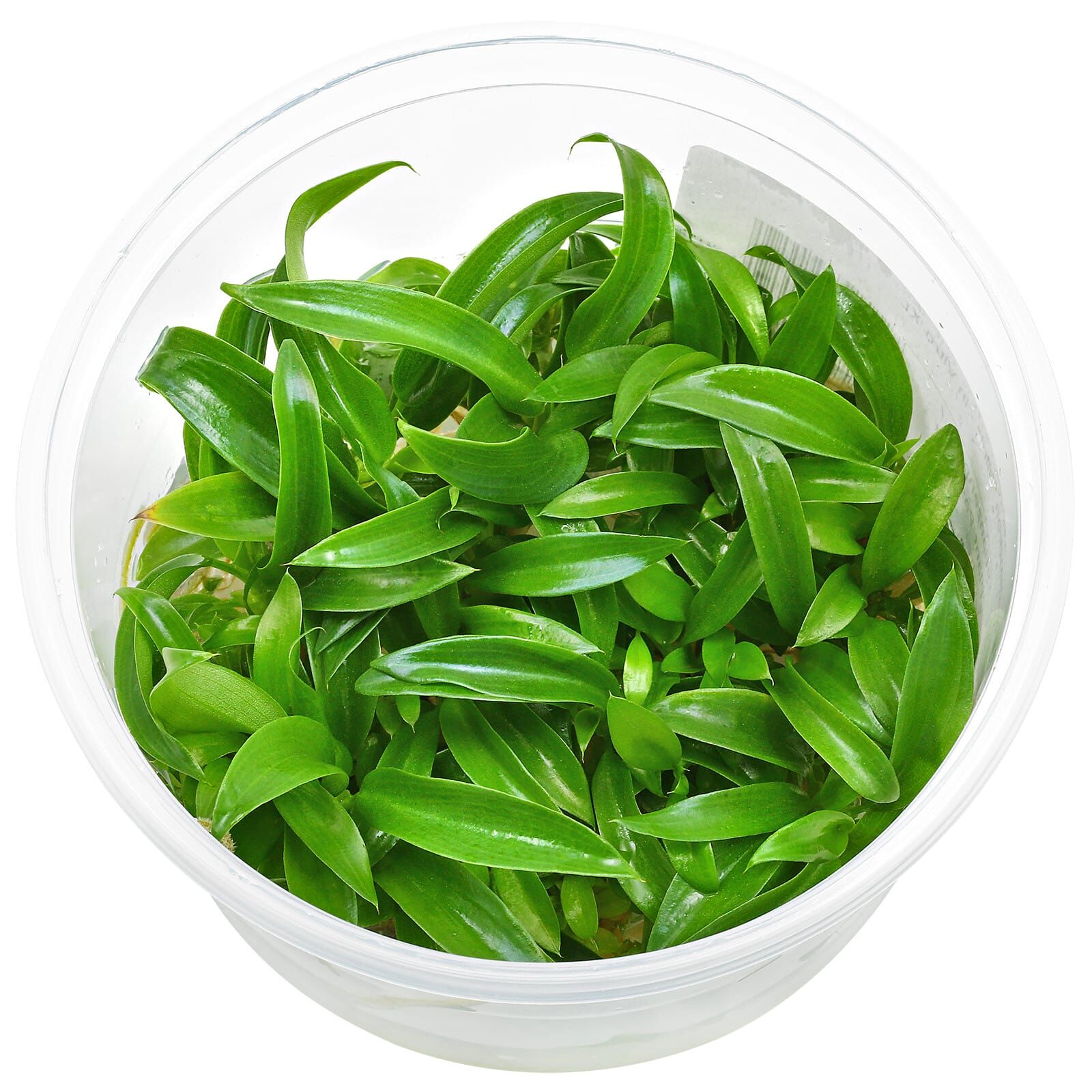 Philodendron sp. "Mini Midget" - in Vitro | Aquasabi - Aquarium Shop