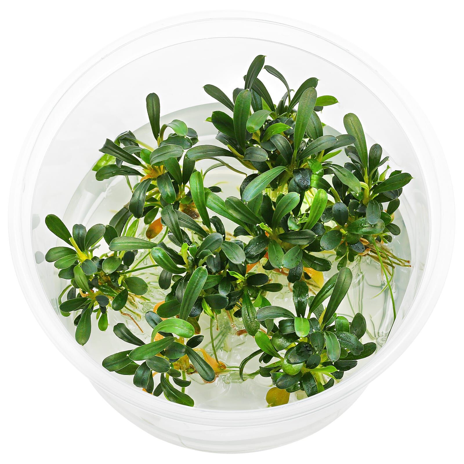 Bucephalandra sp. "Aqua Artica" - in Vitro XL | Aquasabi - Aquarium Shop