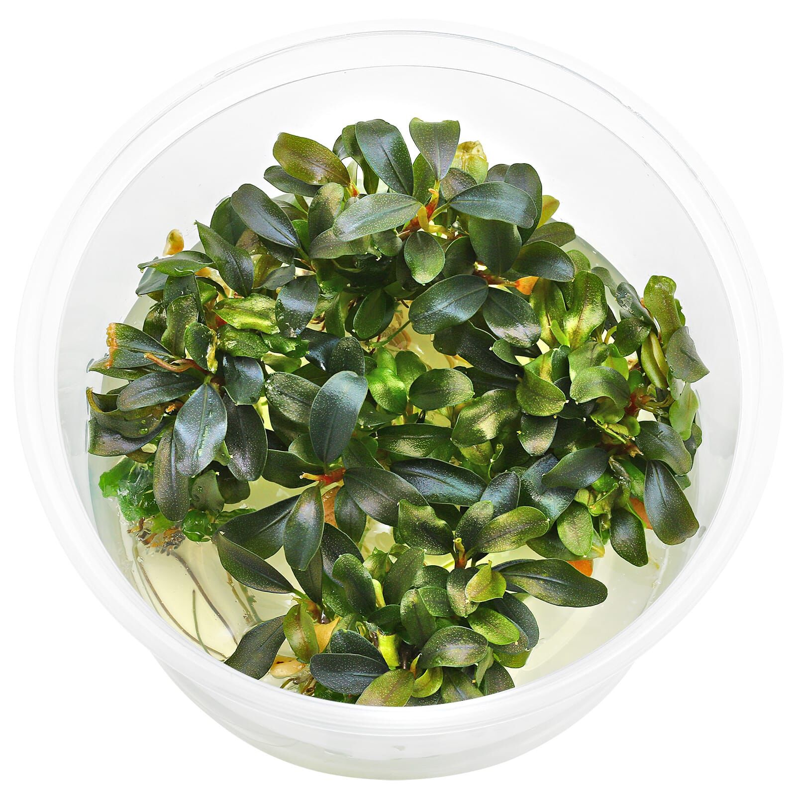 Bucephalandra sp. "Motleyana Red" - in Vitro | Aquasabi - Aquarium Shop