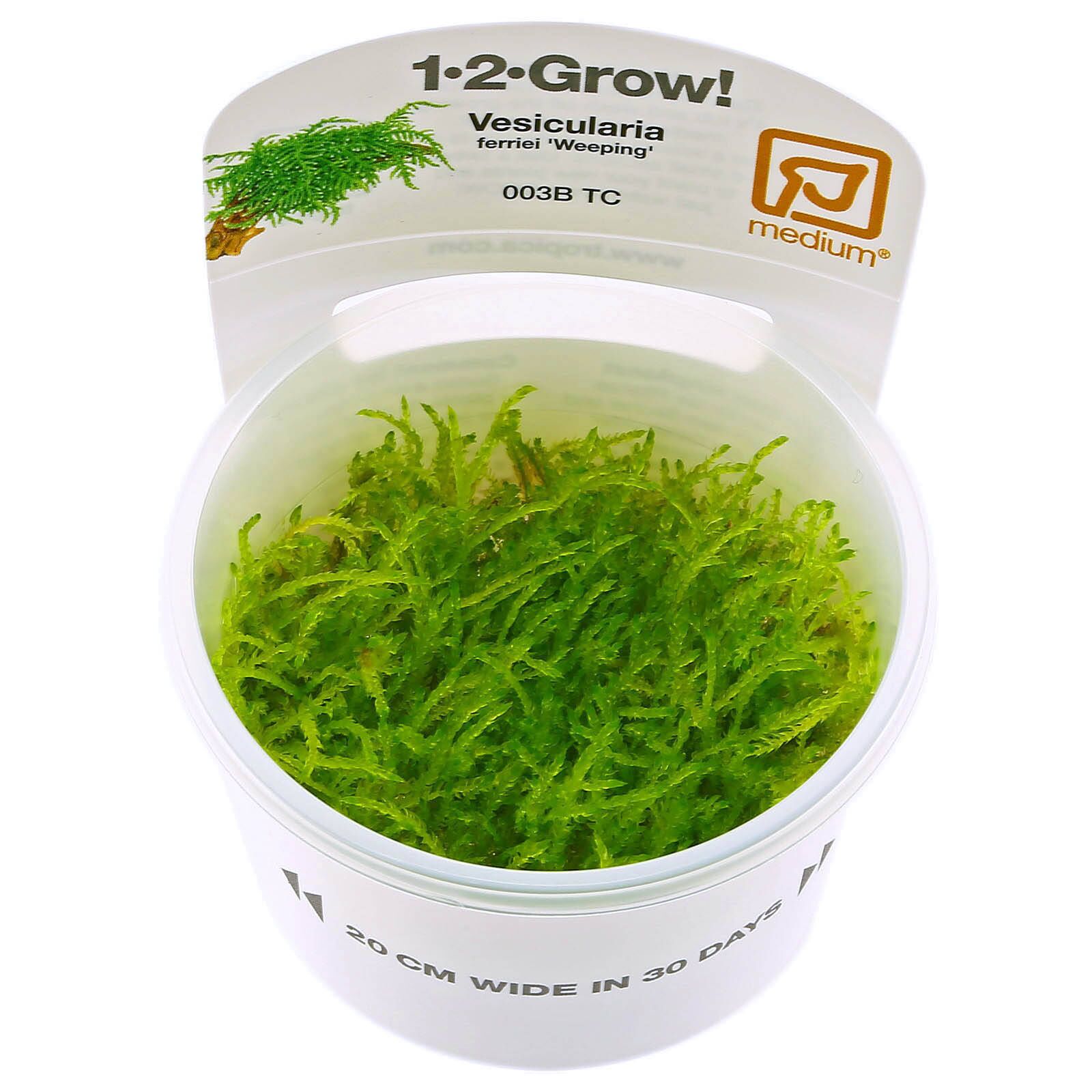 Vesicularia ferriei 'Weeping Moss' - in Vitro XL | Aquasabi - Aquarium Shop