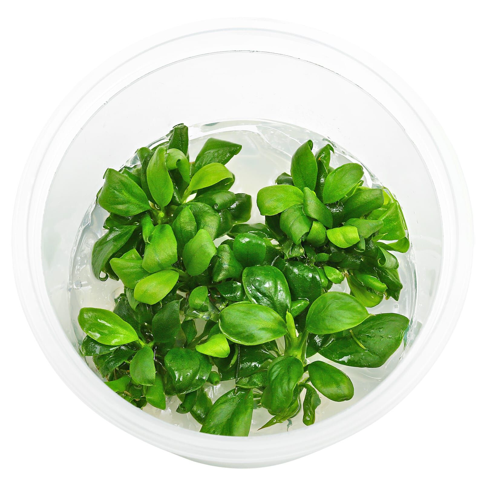 Anubias barteri var. nana 'Mini' - in Vitro | Aquasabi - Aquarium Shop