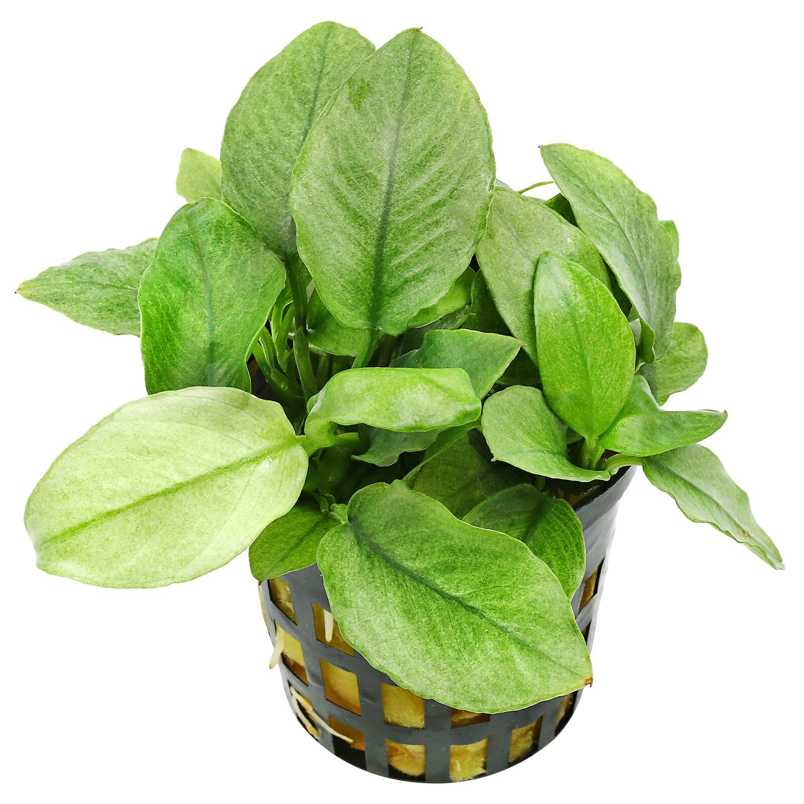 Anubias barteri var. nana 'Jade' | Aquasabi - Aquarium Shop