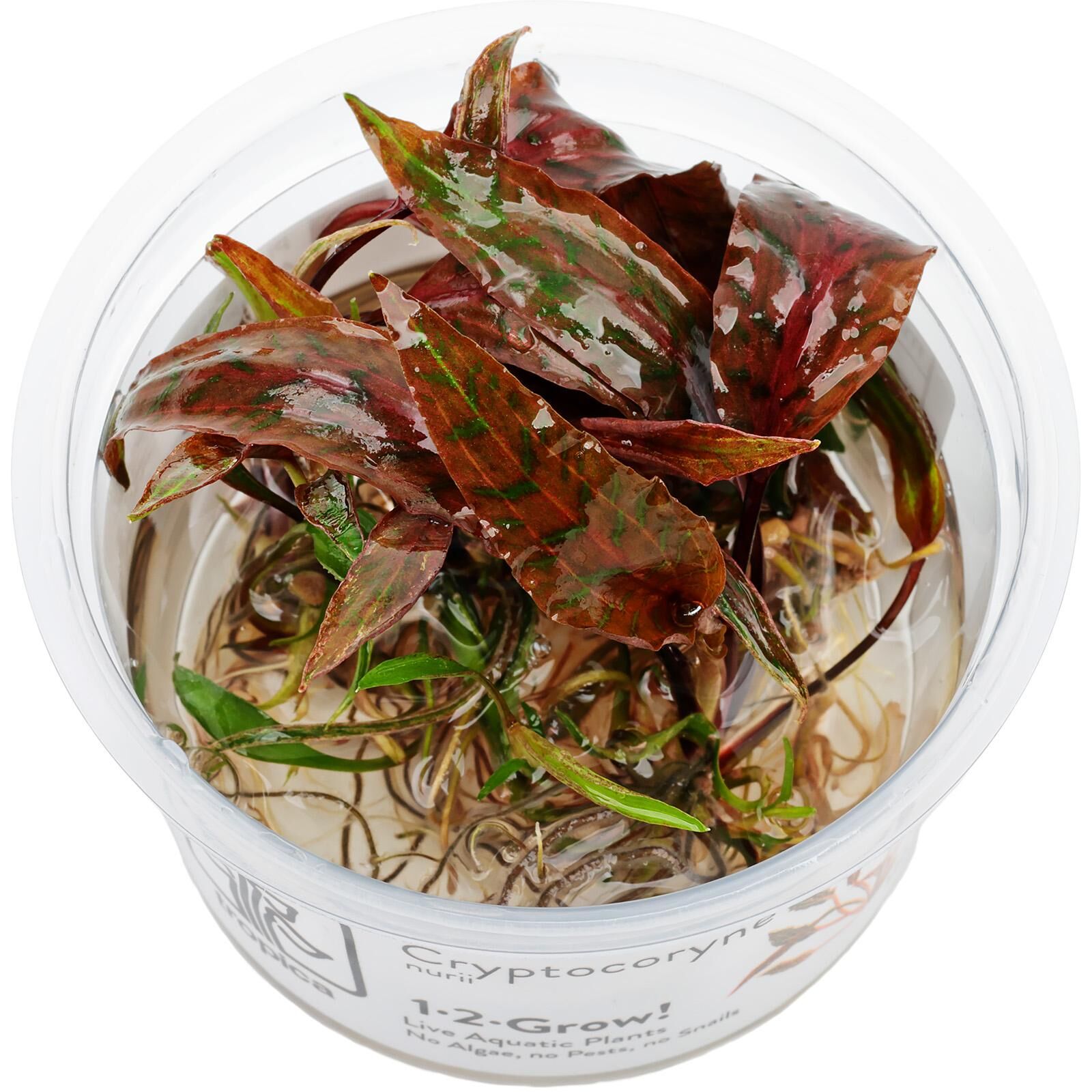 Cryptocoryne nurii var. raubensis 'Rosen Maiden' | Aquasabi - Aquarium Shop