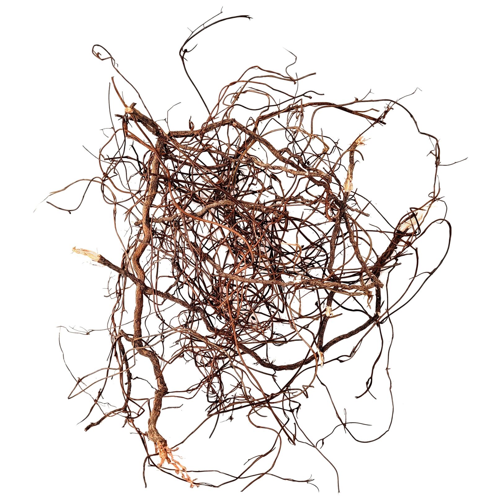 WIO - Decor-Roots - Mini Roots | Aquasabi - Aquarium Shop