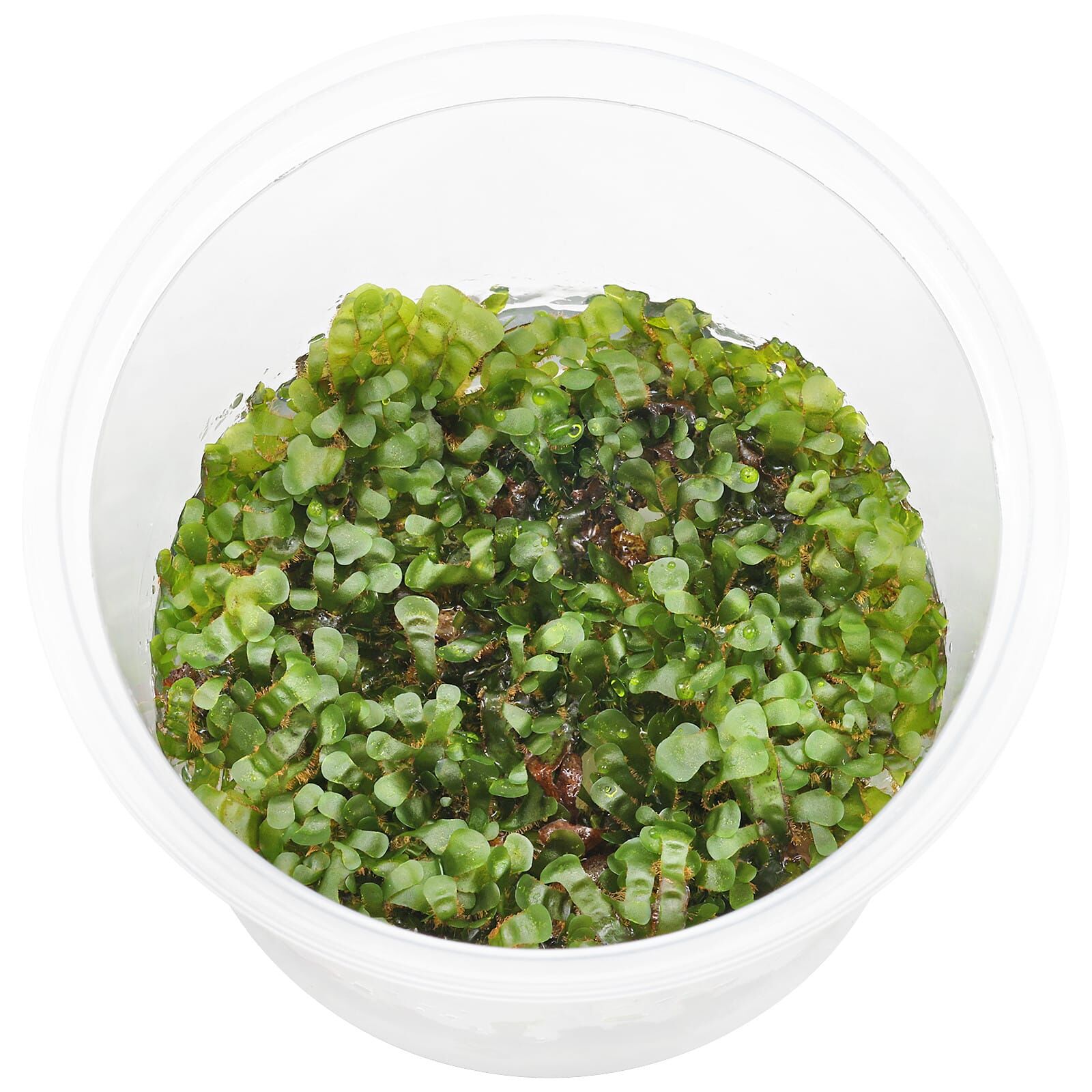 Microsorum pteropus 'Prothallium' - in Vitro | Aquasabi - Aquarium Shop