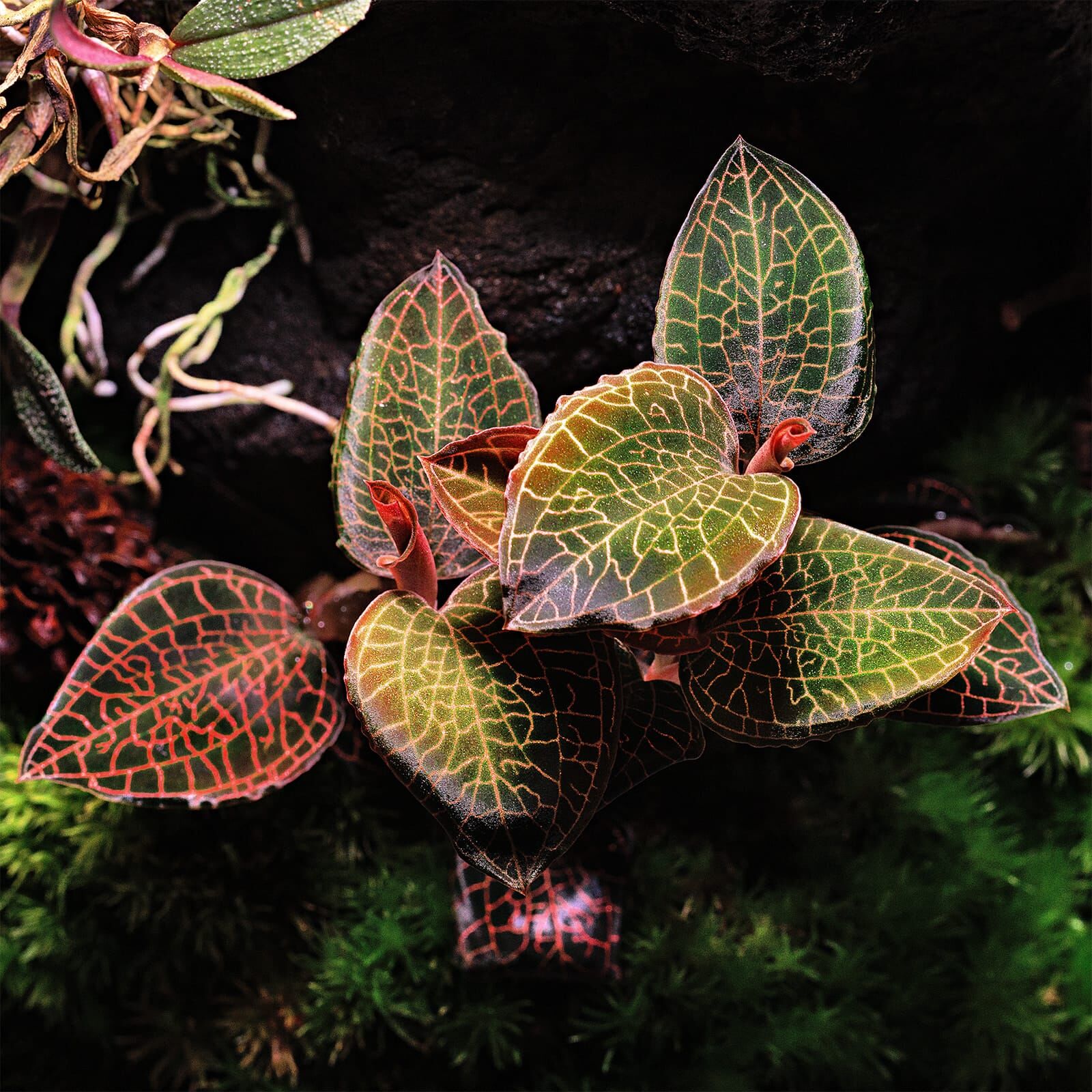 Macodes "Firebird" | Aquasabi - Aquarium Shop