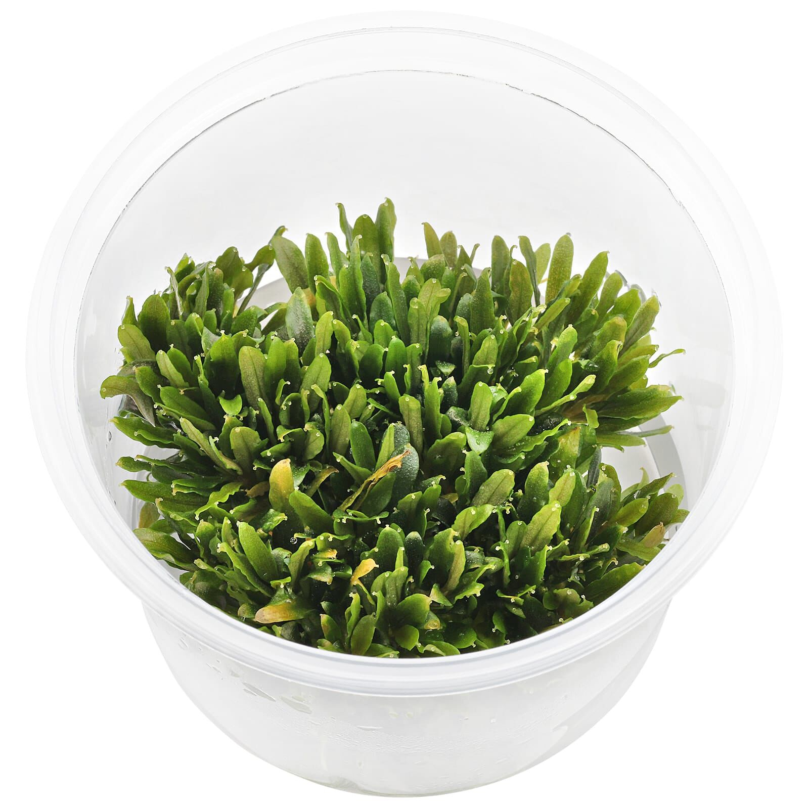 Bucephalandra sp. "Mini Catherinae" - in Vitro | Aquasabi - Aquarium Shop