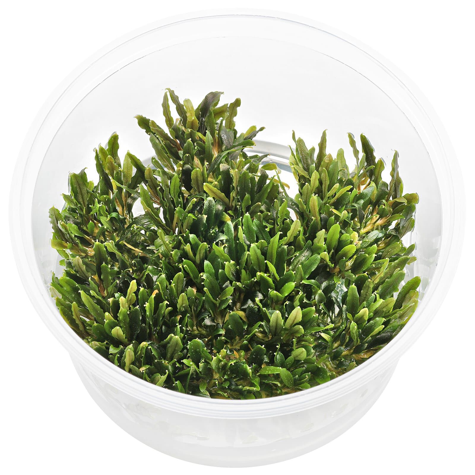 Bucephalandra sp. "Mini Catherinae" - in Vitro XL | Aquasabi - Aquarium ...