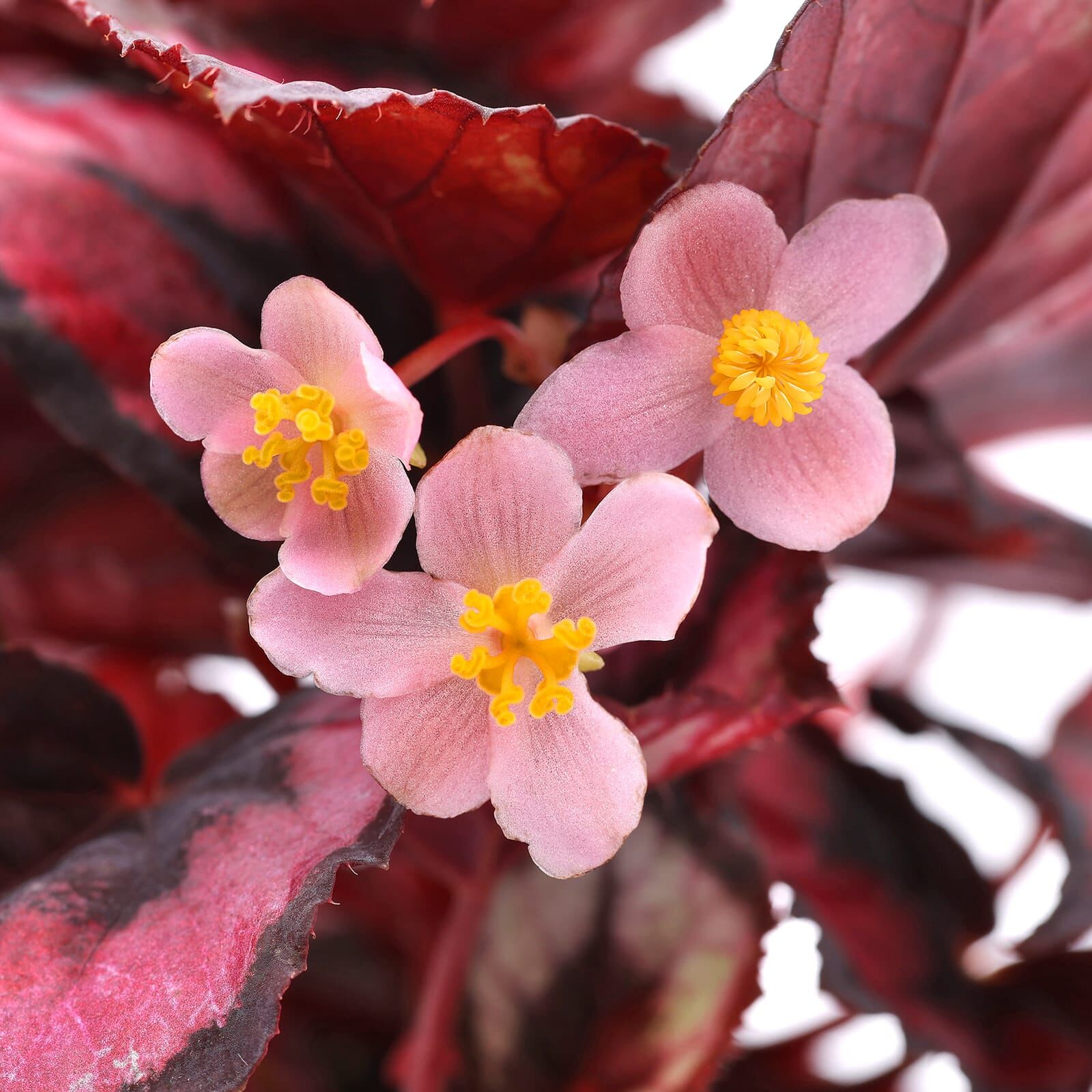 Begonia 'Red Heart' | Aquasabi - Aquarium Shop