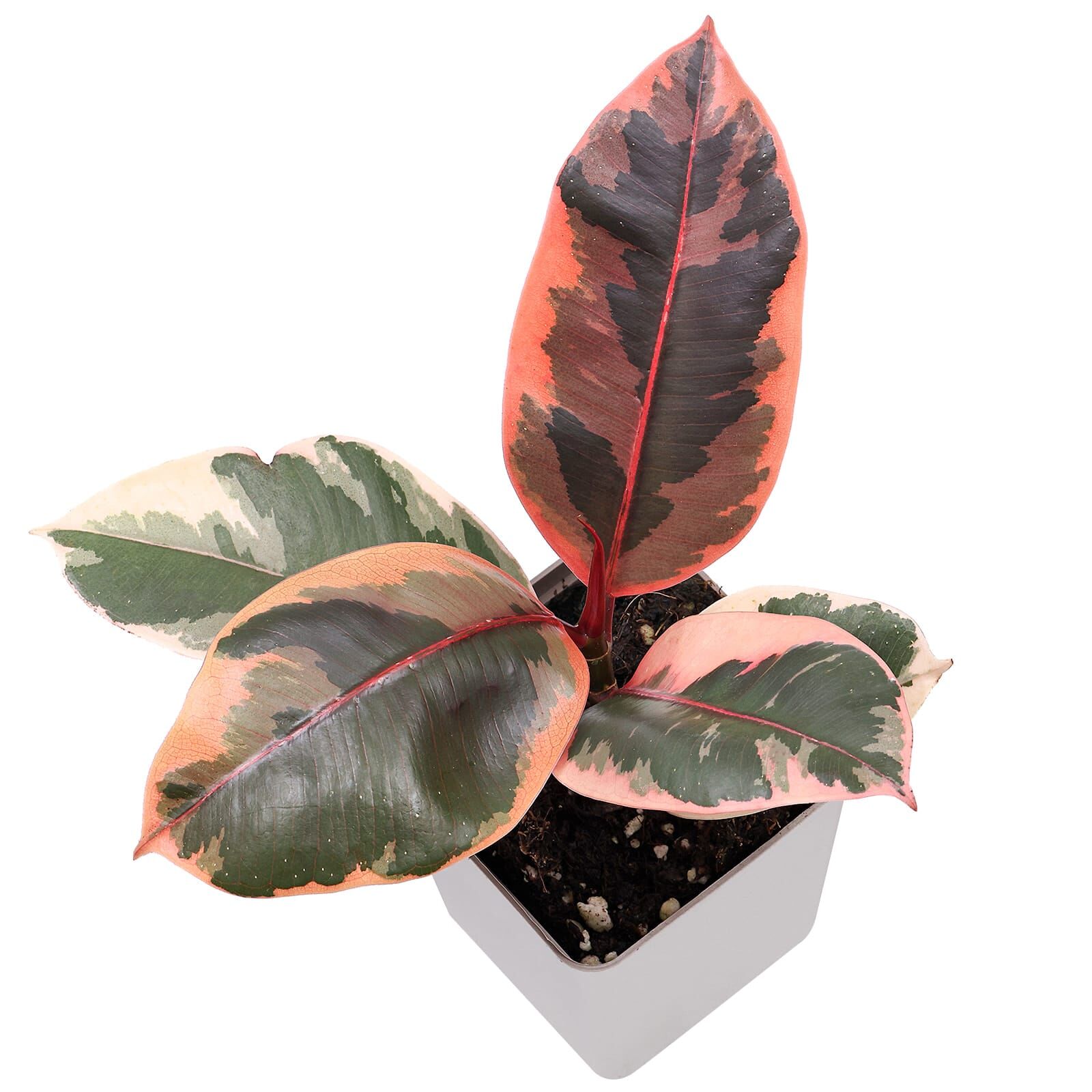 Ficus elastica 'Ruby' | Aquasabi - Aquarium Shop
