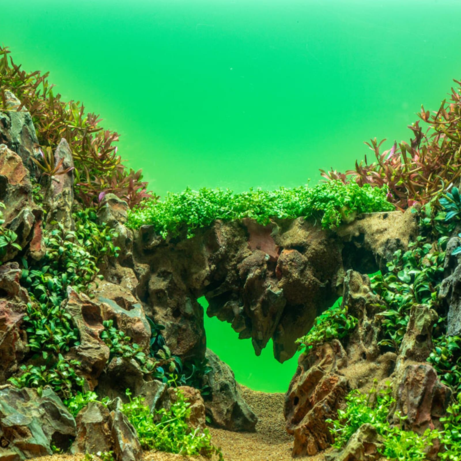 UNS - Atmos Backlight | Aquasabi - Aquarium Shop