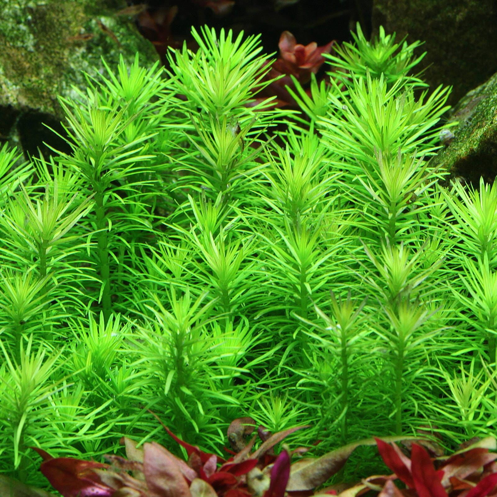 Pogostemon deccanensis ("erectus") | Aquasabi - Aquarium Shop