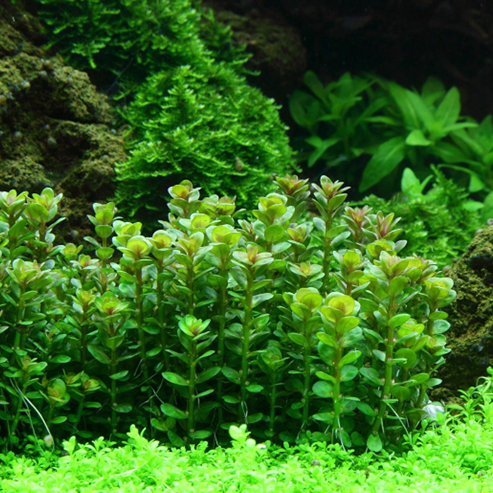 Rotala indica - in Vitro | Aquasabi - Aquarium Shop Rotala indica - in Vitro | Aquasabi - Aquarium Shop