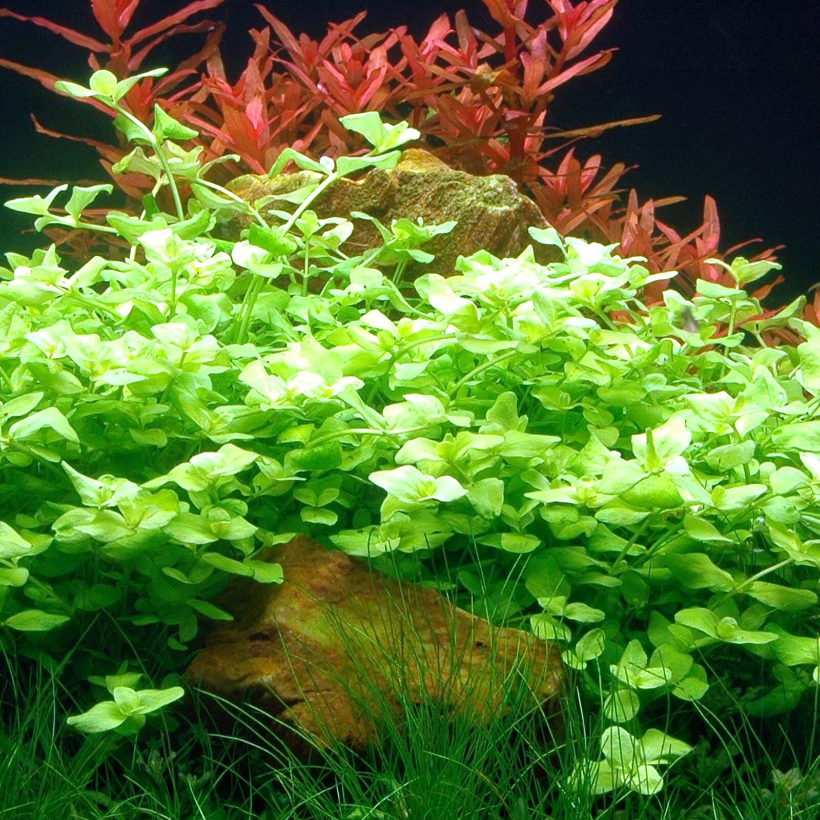 Bacopa australis | Aquasabi - Aquarium Shop