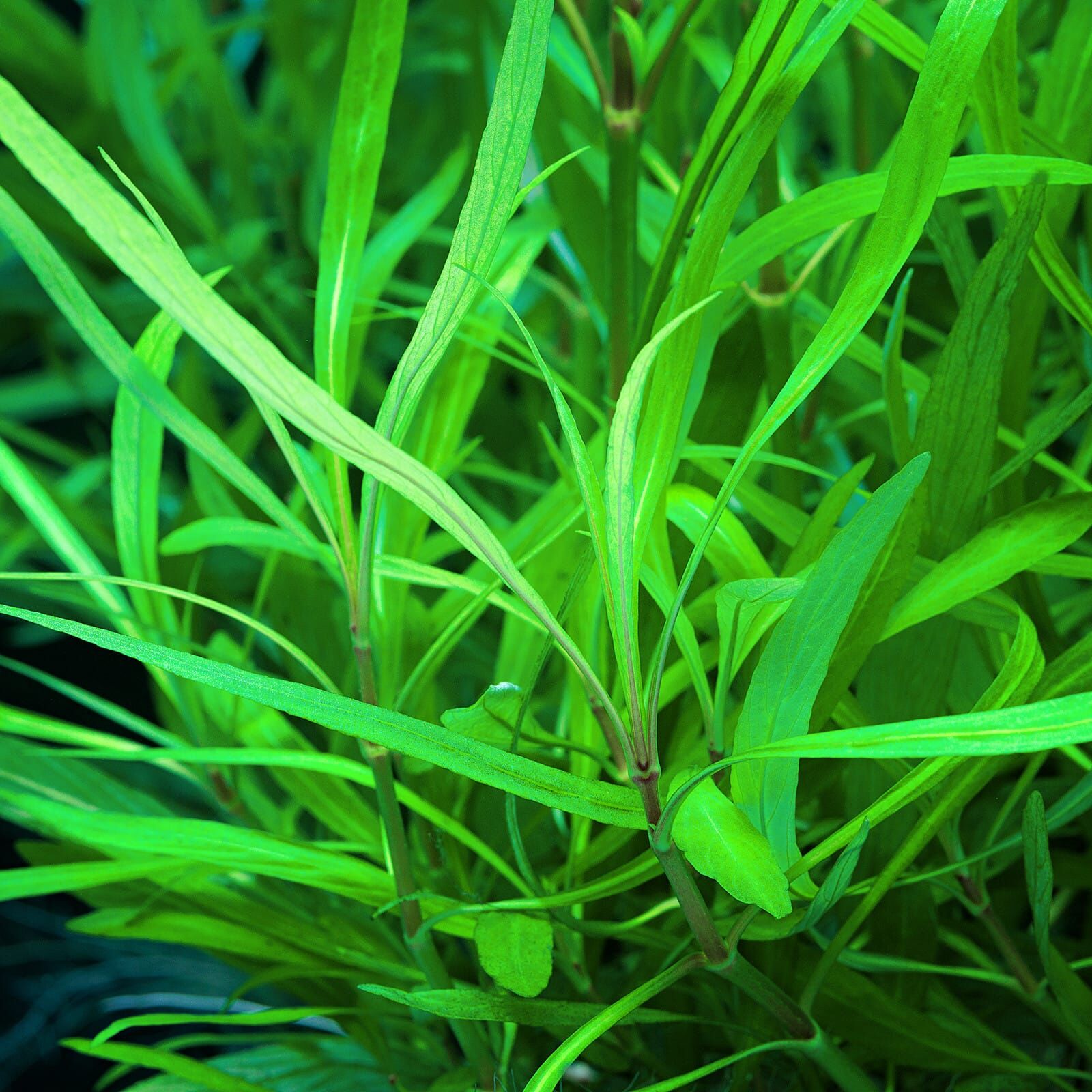 Hygrophila costata | Aquasabi - Aquarium Shop