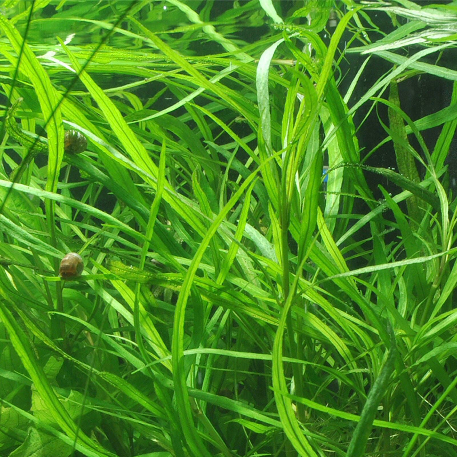 Hygrophila costata | Aquasabi - Aquarium Shop