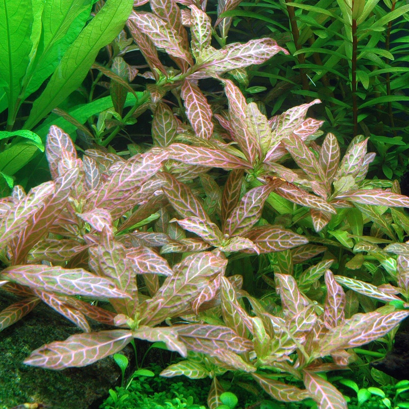 Hygrophila polysperma 'Rosanervig' | Aquasabi - Aquarium Shop
