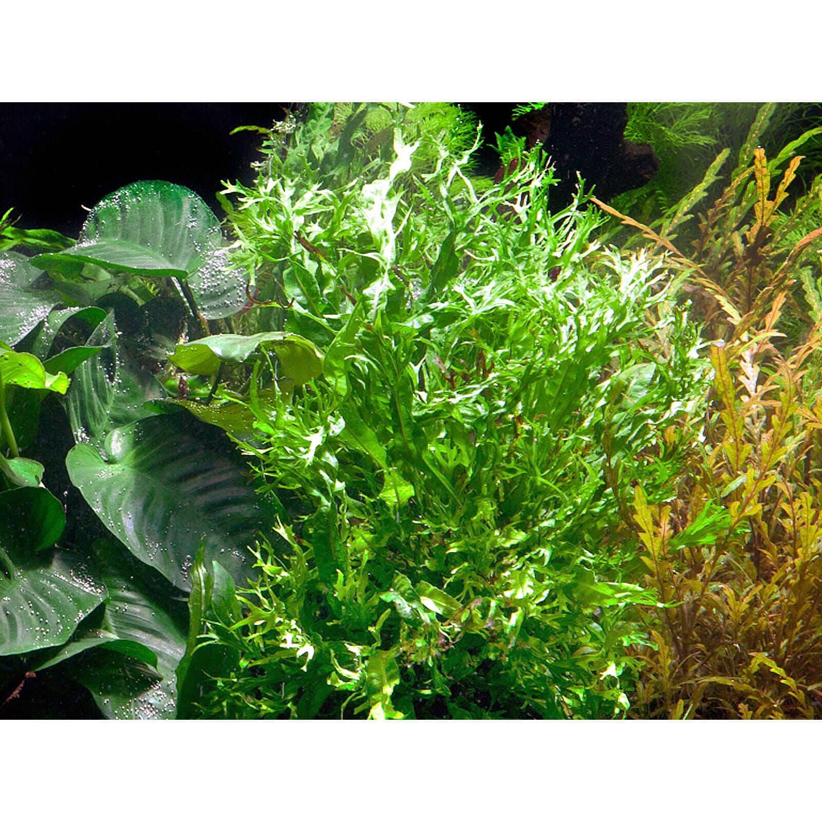 Microsorum pteropus 'Windeløv' | Aquasabi - Aquarium Shop