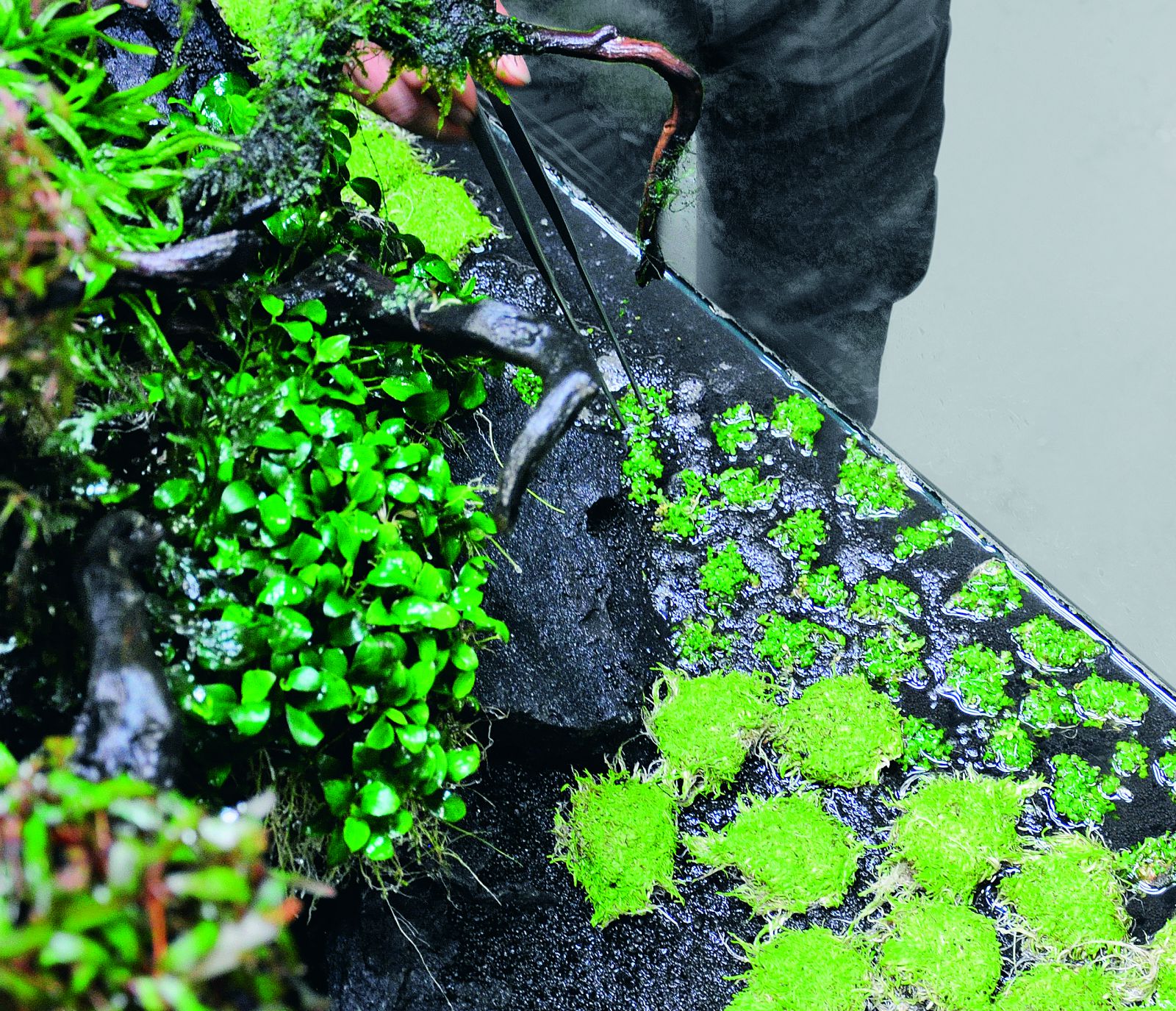 Composition Framework Accentuating Clusters of Stem Plants - | Aquasabi ...