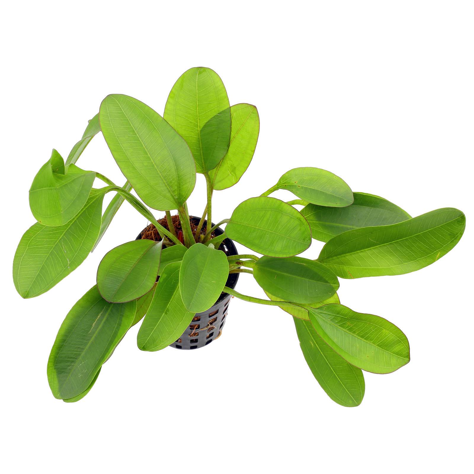 Amazon Sword's leaves growing out the water | UK Aquatic Plant Society