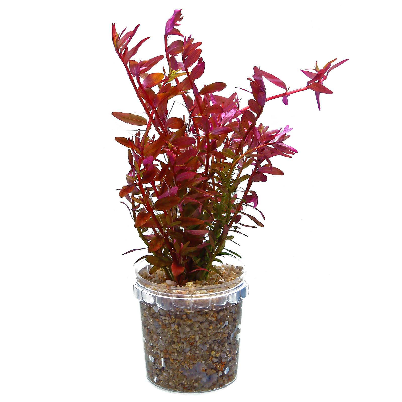 How will my aquatic plants turn properly red? - | Aquasabi | Aquasabi ...