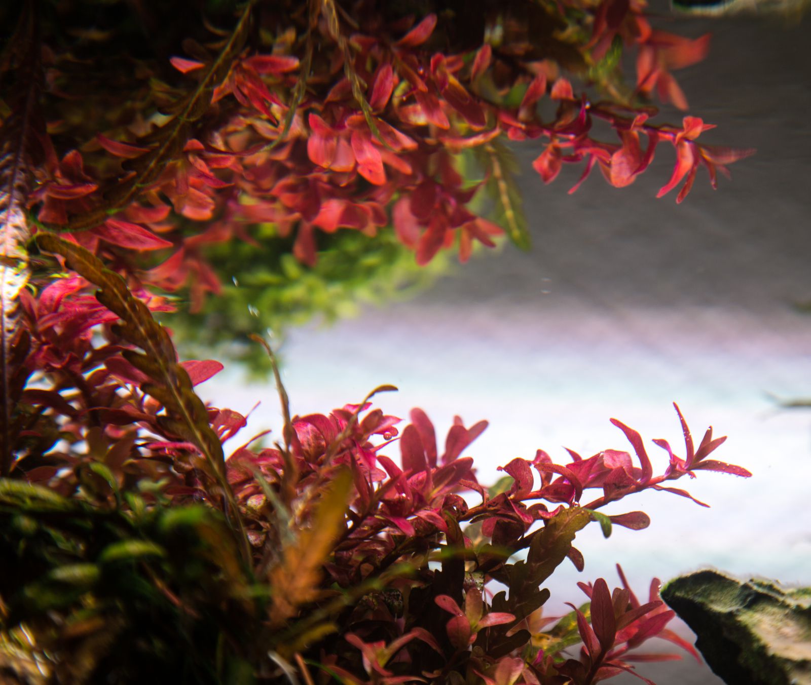 How will my aquatic plants turn properly red? - | Aquasabi | Aquasabi ...