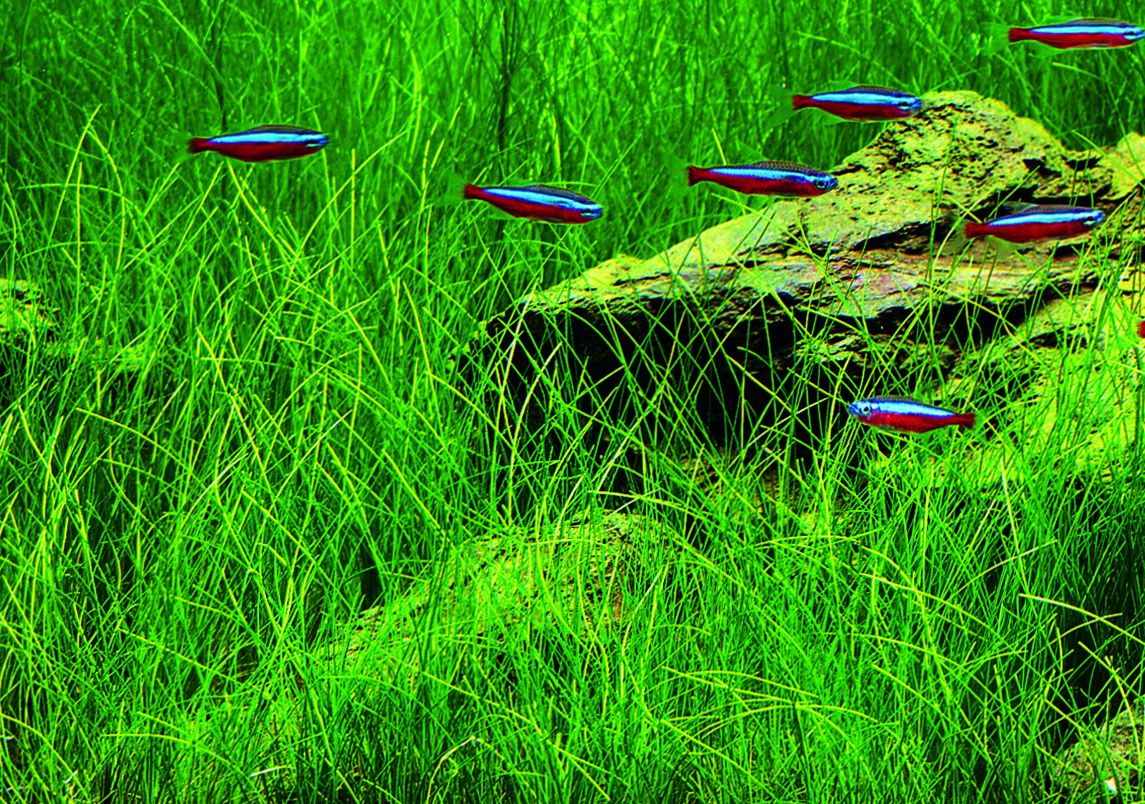 Let's start with A: Substrate - | Aquasabi | Aquasabi - Aquascaping Shop