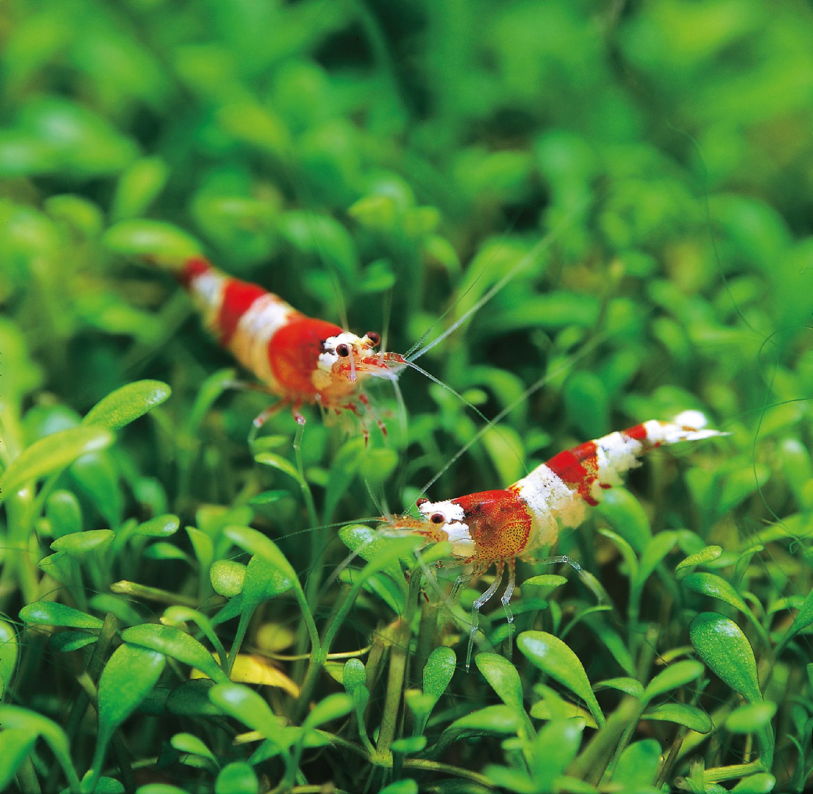 ADA Aqua Soil Amazonia - | Aquasabi | Aquasabi - Aquascaping Shop