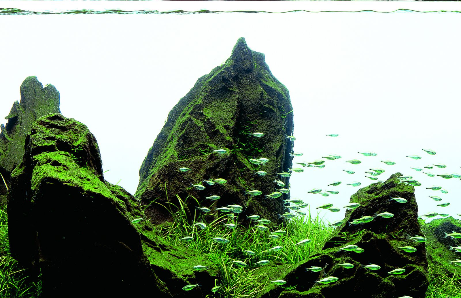Let´s start with Q: Sansui Iwagumi by Amano - | Aquasabi | Aquasabi ...
