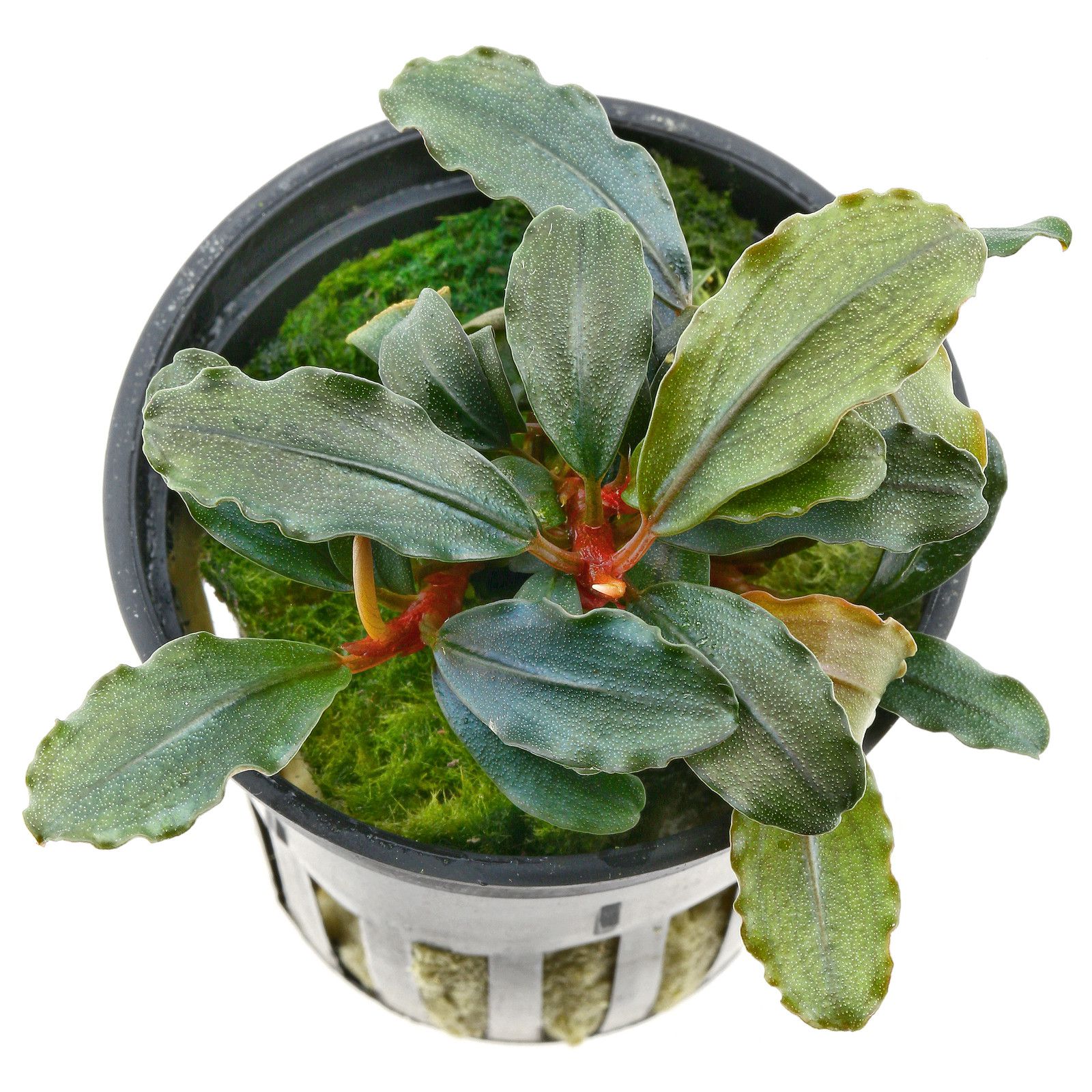 纳米水族馆 - Aquascaing Wiki |Aquasabi