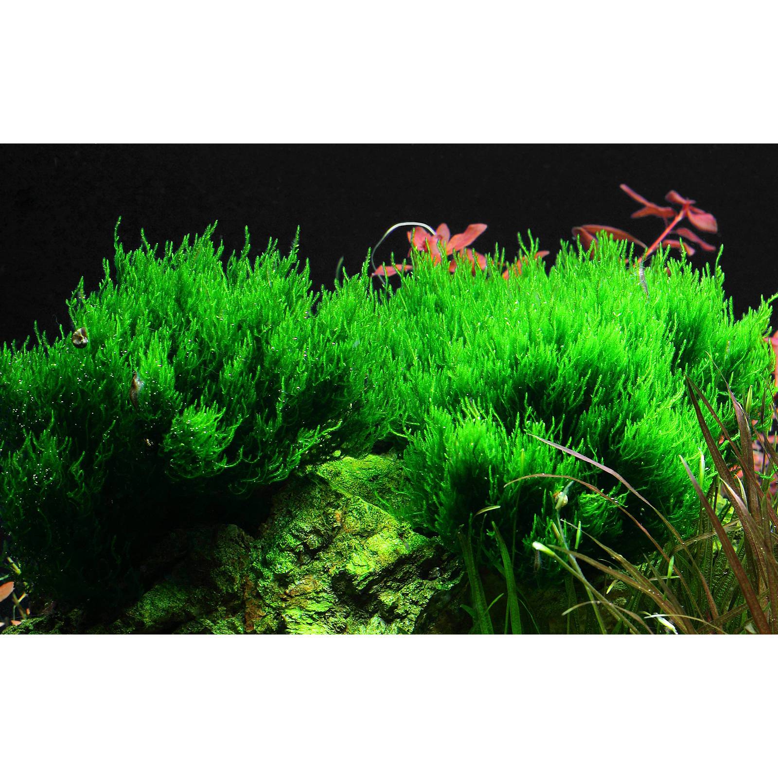 Mosses - | Aquasabi | Aquasabi - Aquascaping Shop