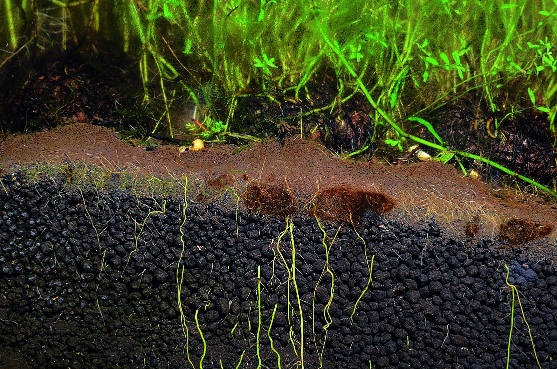 Let´s start with Q: Maintance of Natureaquarium - | Aquasabi | Aquasabi ...