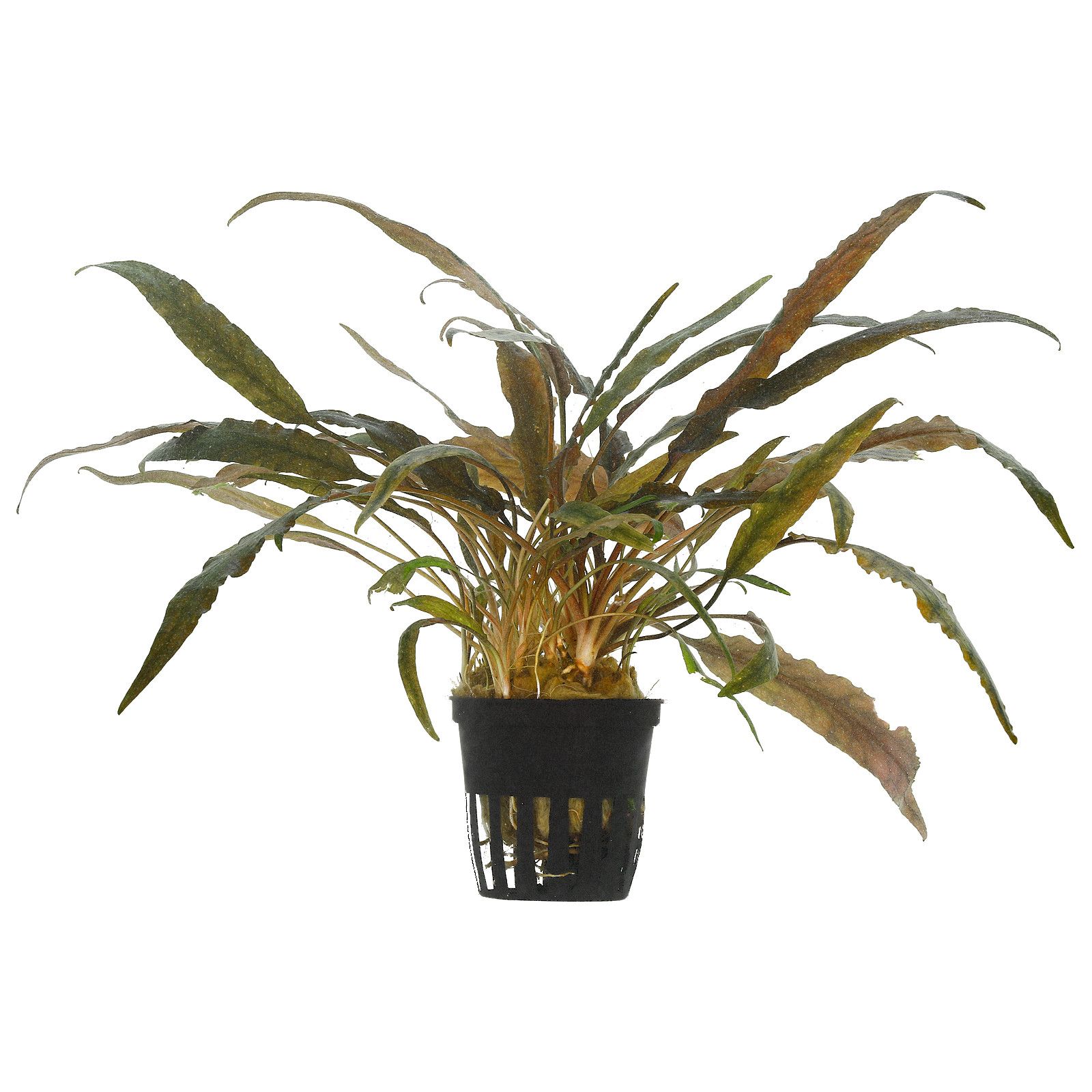 Cryptocoryne undulata 'Broad Leaves' - Breitblättriger Gewellter ...