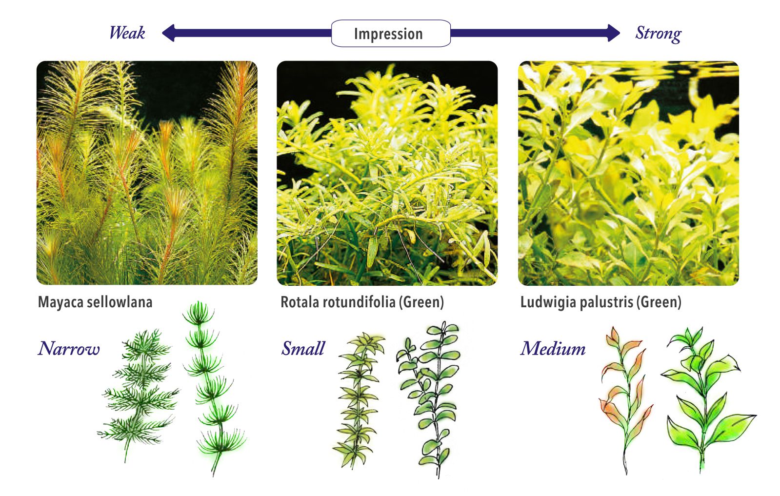 Visual Impact and Planting of Stem Plants - | Aquasabi | Aquasabi ...